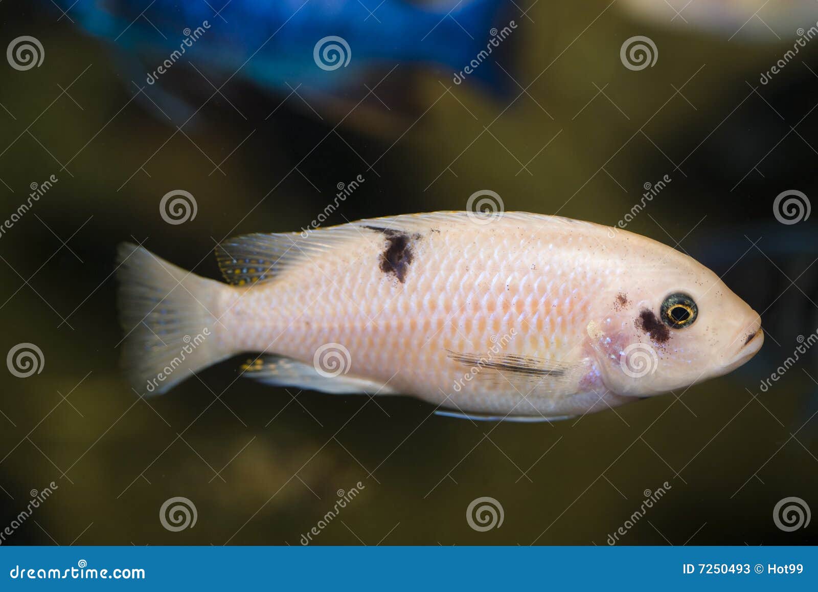 Colorful tropical fish stock image. Image of close, parrot - 7250493