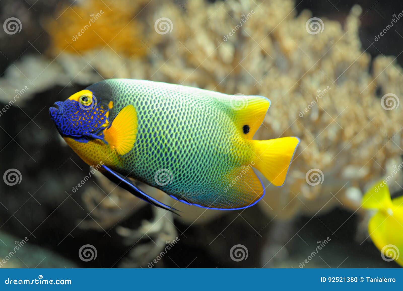 Colorful Tropical Fish Angelfish Stock Photo - Image of reef, angel ...