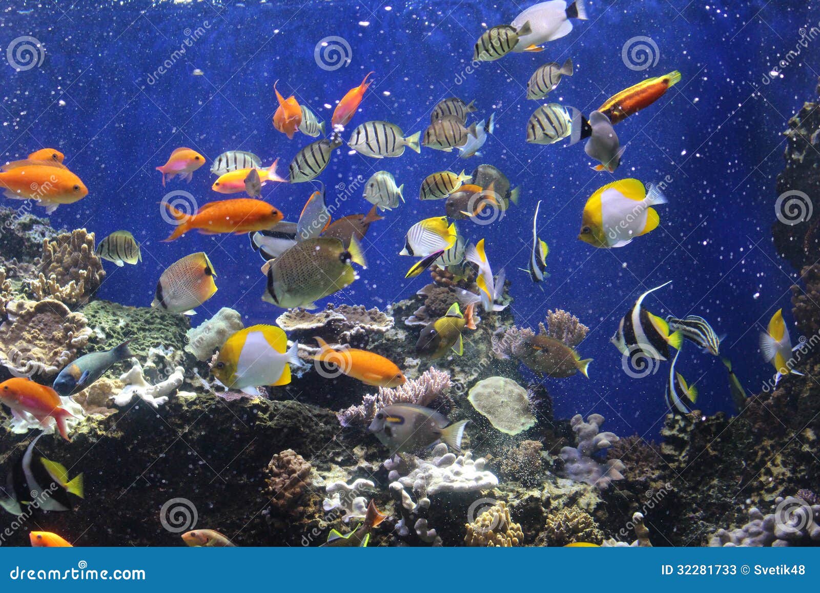 Coral reef fish stock image. Image of colorful, swimming - 32281733