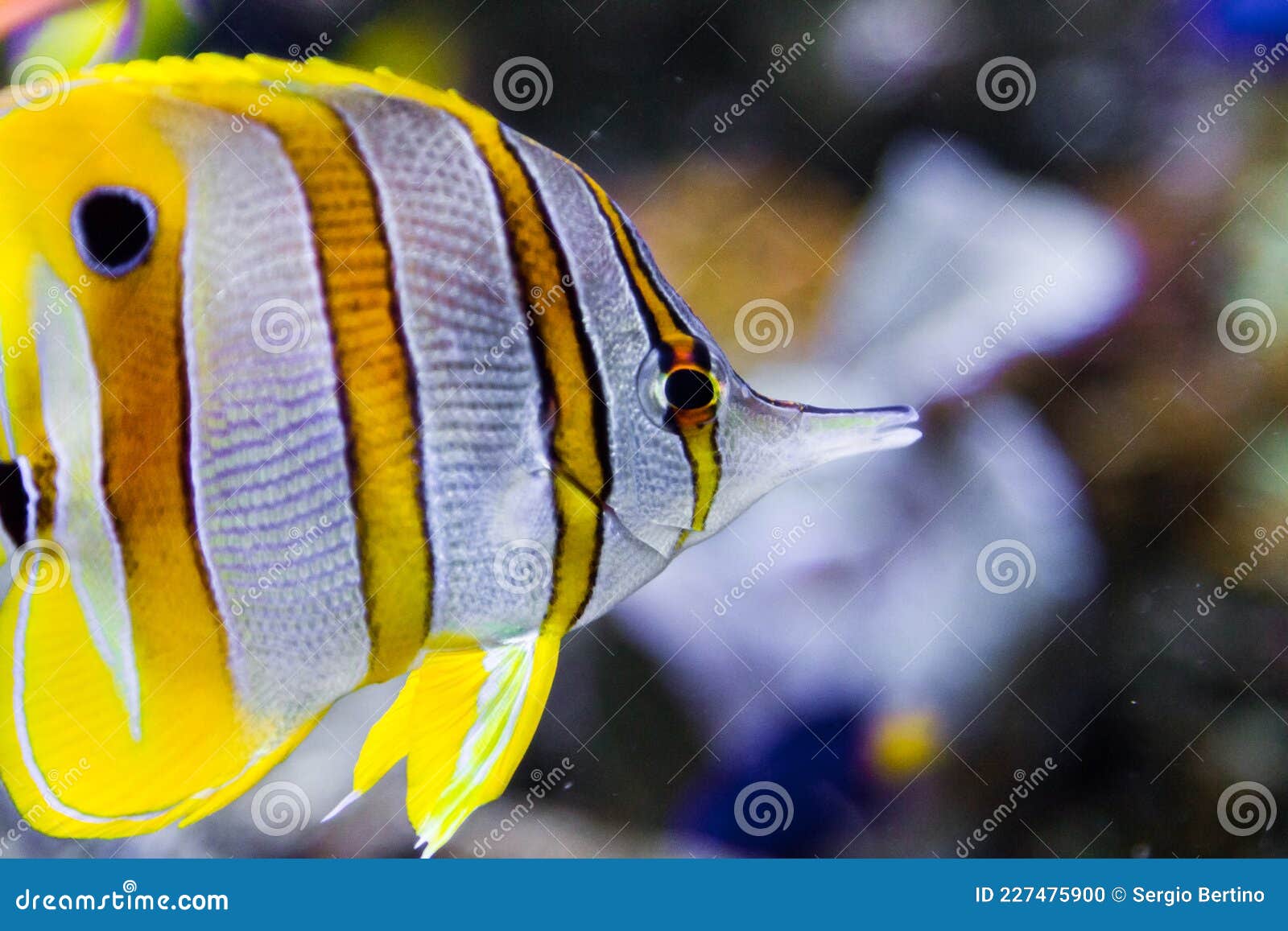 Colorful tropical fish stock photo. Image of striped - 227475900