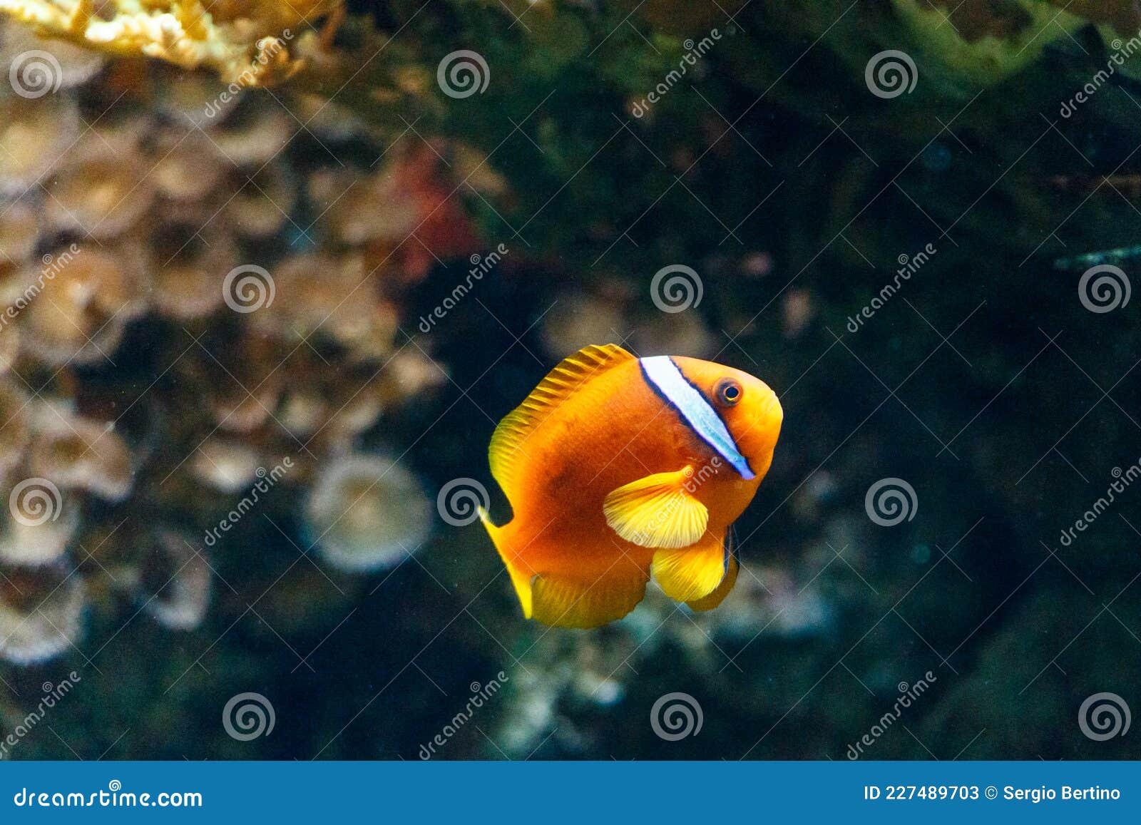 Colorful tropical fish stock image. Image of closeup - 227489703