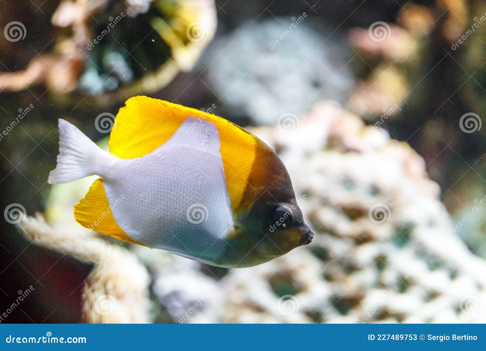 Colorful tropical fish stock image. Image of yellow - 227489753