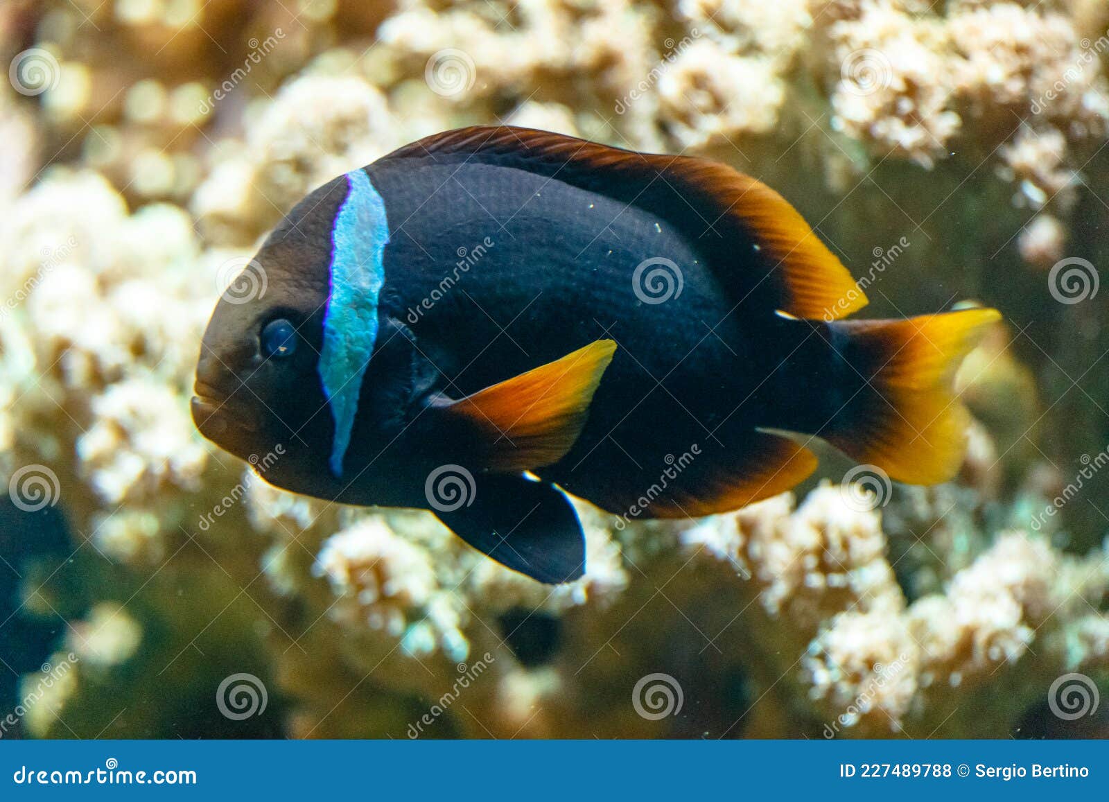 Colorful tropical fish stock photo. Image of bright - 227489788
