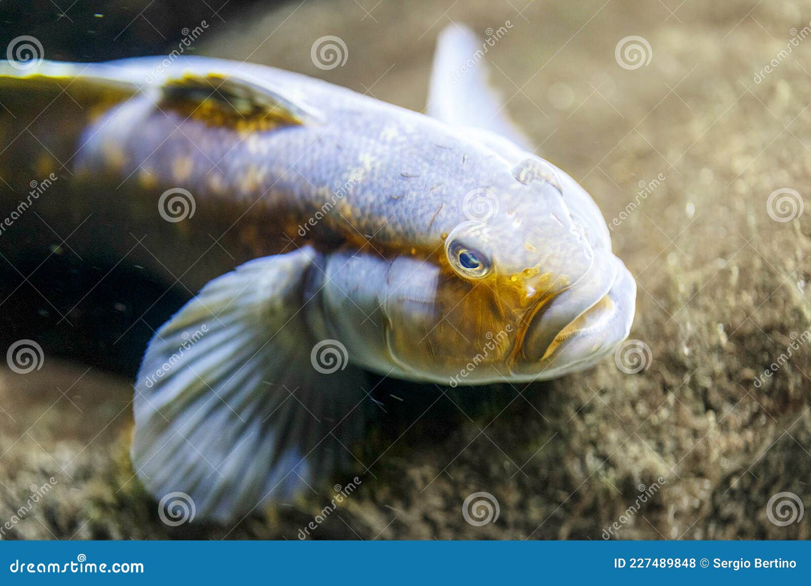 Colorful tropical fish stock photo. Image of details - 227489848