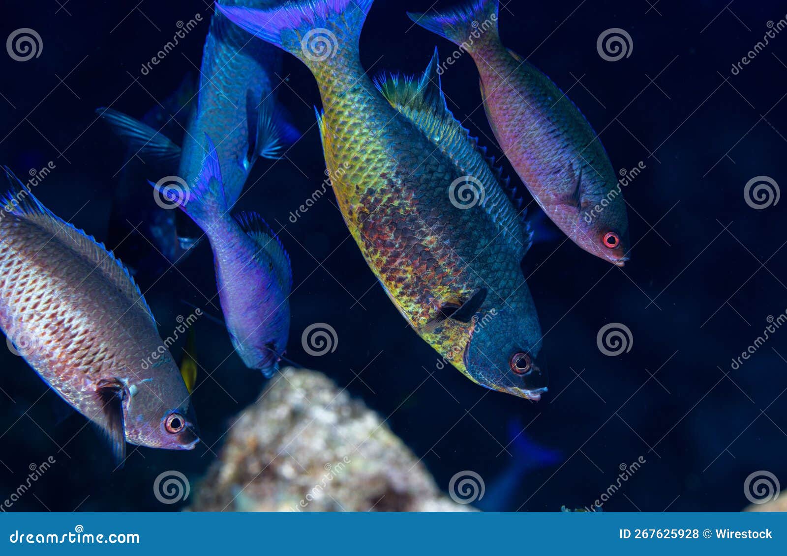 Colorful Tropical Fish Swimming in the Ocean Stock Photo - Image of ...