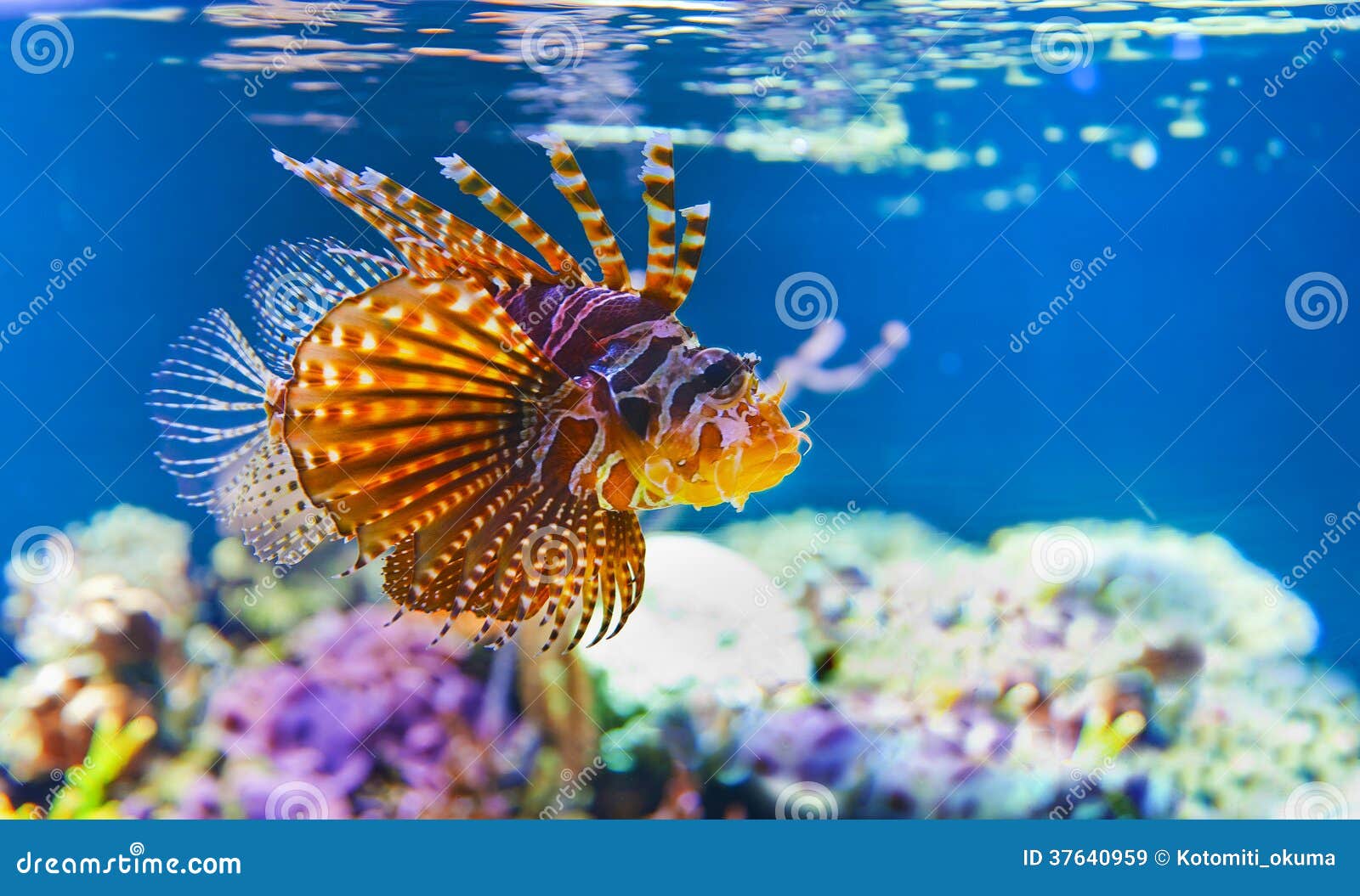 Colorful Tropical Fish Under Water Stock Image - Image of small ...