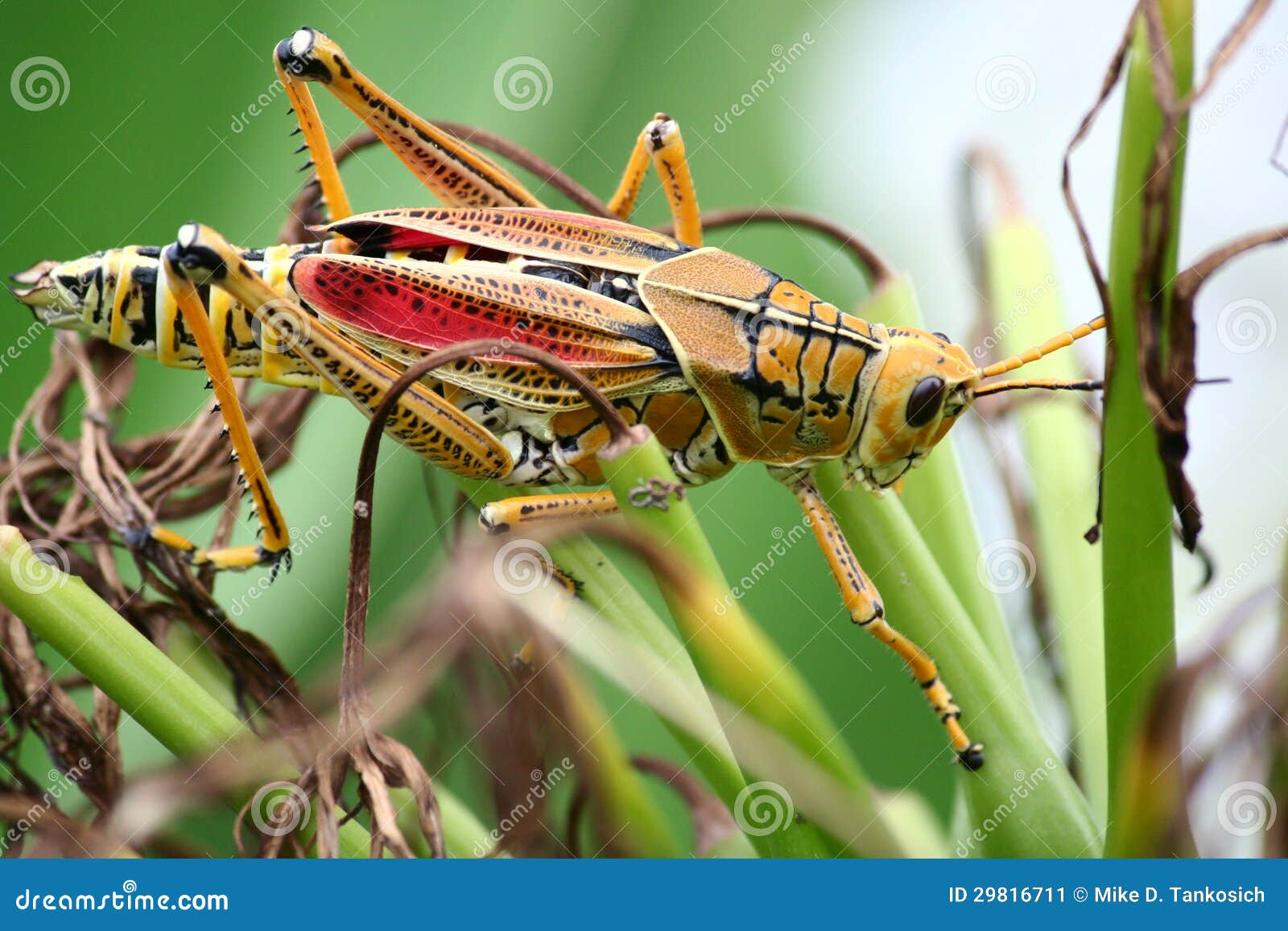 Tropical Hopper stock image. Image of insect, longhorned - 29816711