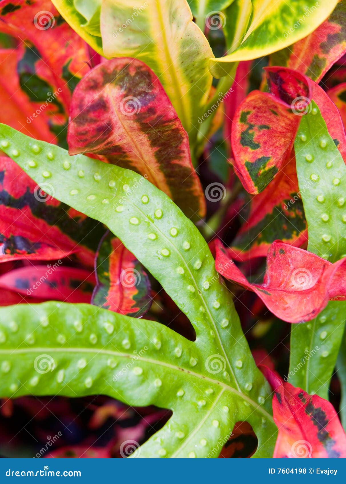 Colorful Tropical Leaves stock photo. Image of background - 7604198