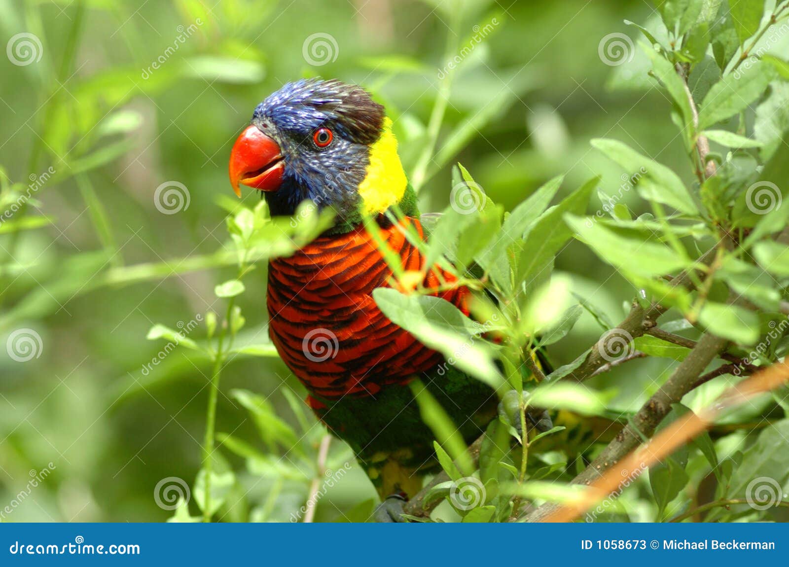 Tropical Parrot. Macaw. In Boca Chica Beach, Domin Stock Photo ...