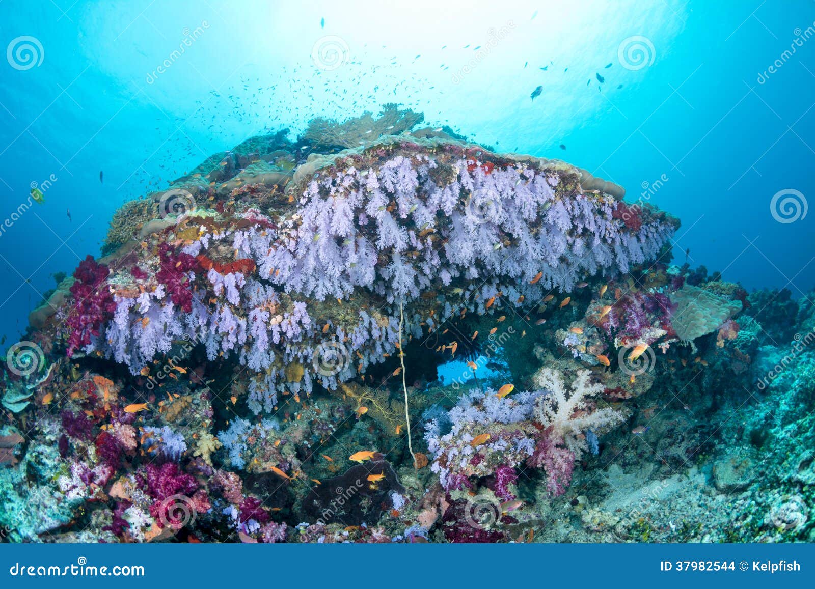 Colorful Tropical Reef with Purple Coral Stock Photo - Image of animals ...