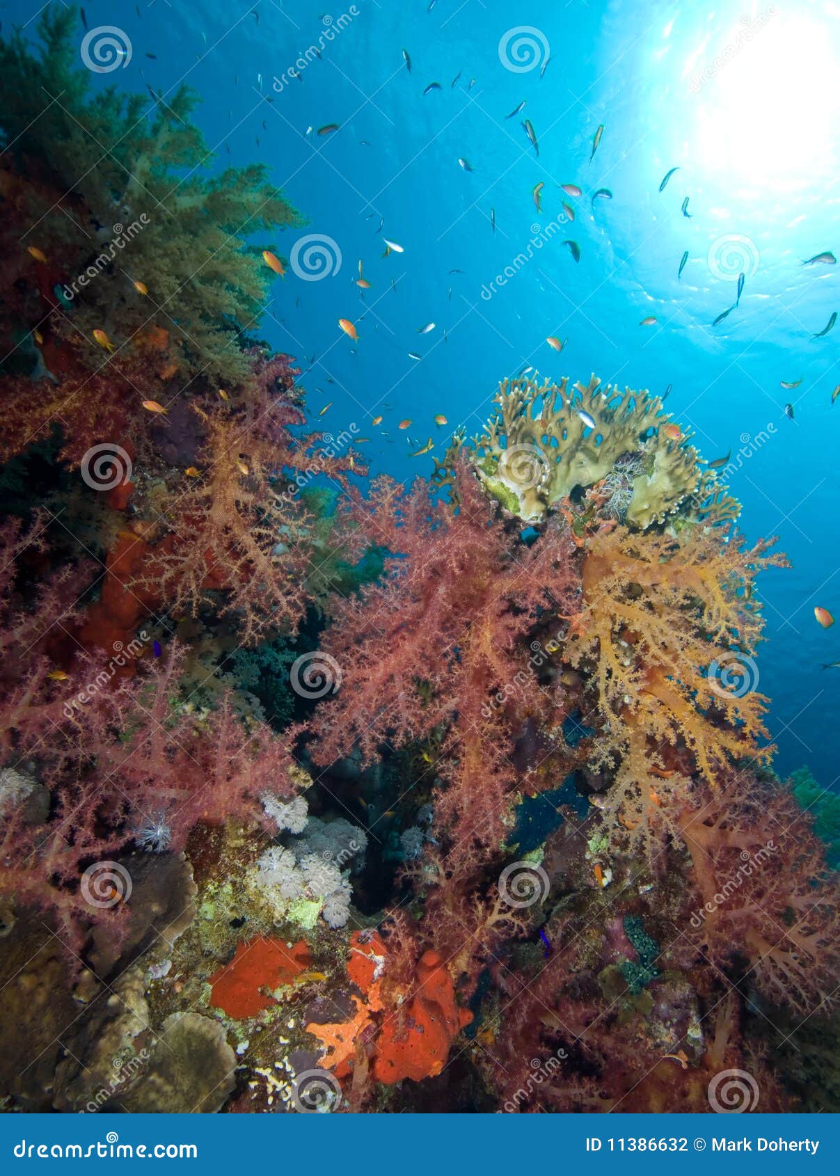 Colorful Tropical Reef Scene with Floral Corals Stock Photo - Image of ...