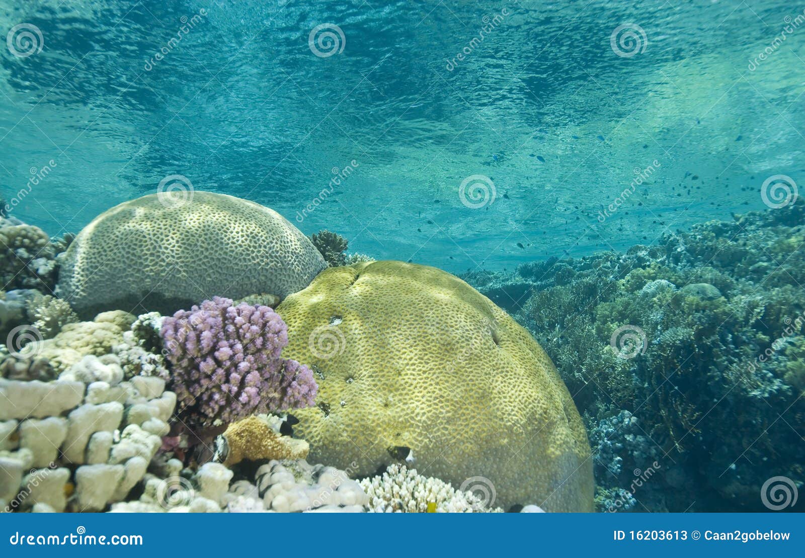 A Colorful Tropical Reef Scene in Shallow Water. Stock Image - Image of ...