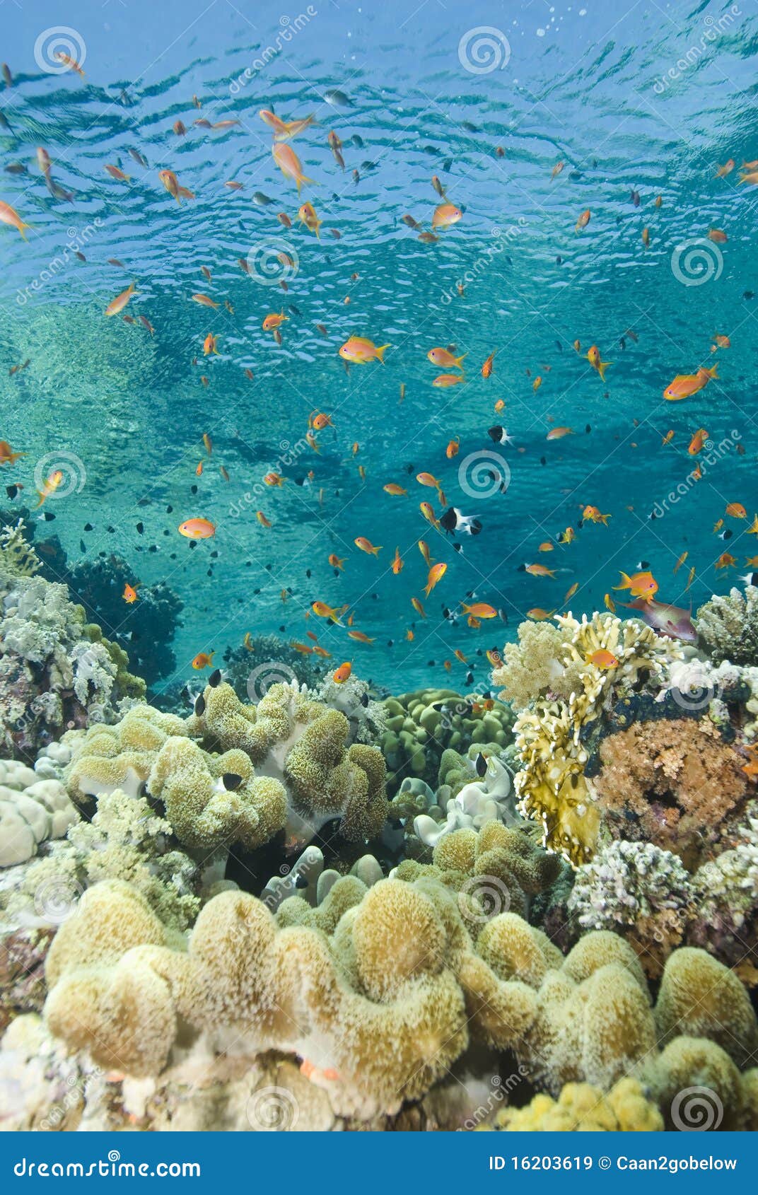 Shallow Sea, Water Texture Background Stock Photo | CartoonDealer.com ...