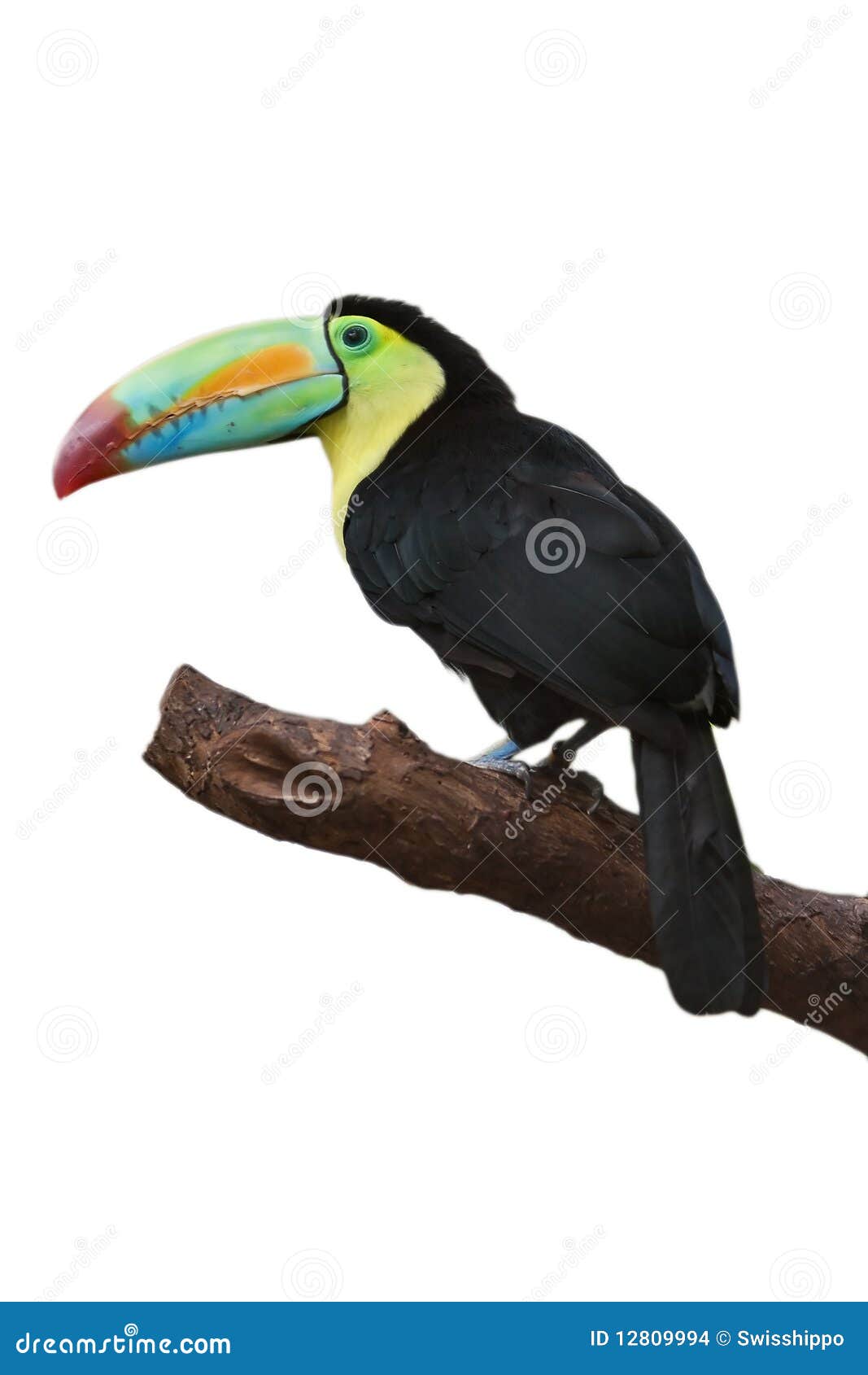 Colorful tucan stock photo. Image of color, focus, isolated - 12809994