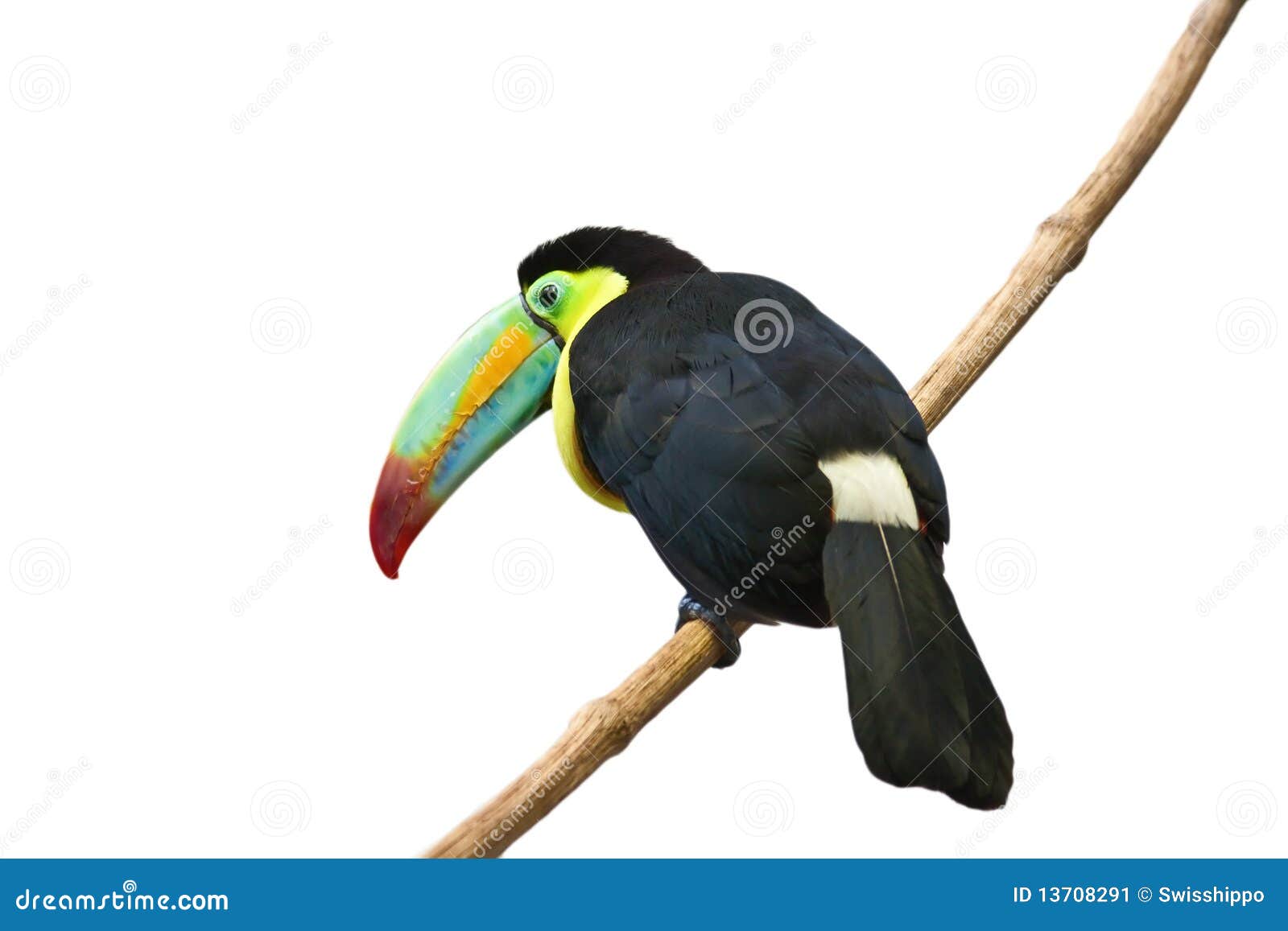 Colorful tucan stock image. Image of colored, beauty - 13708291