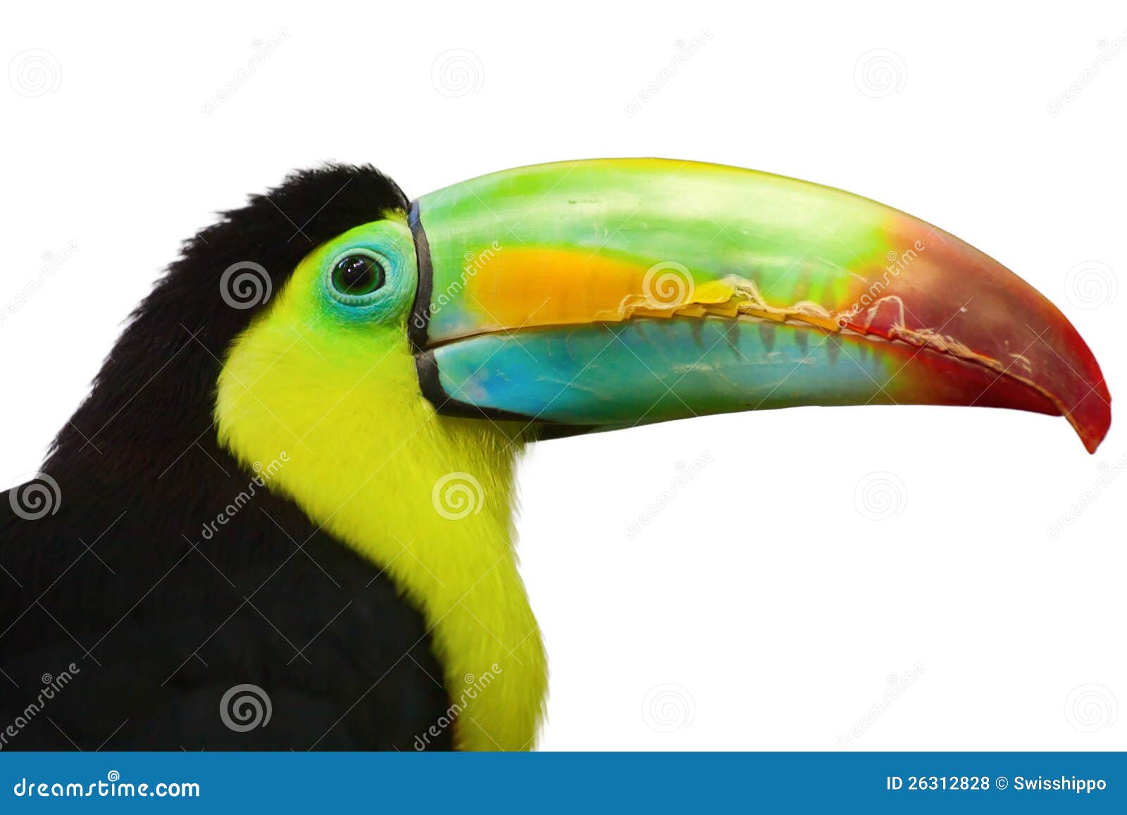 Colorful tucan stock photo. Image of feather, beauty - 26312828