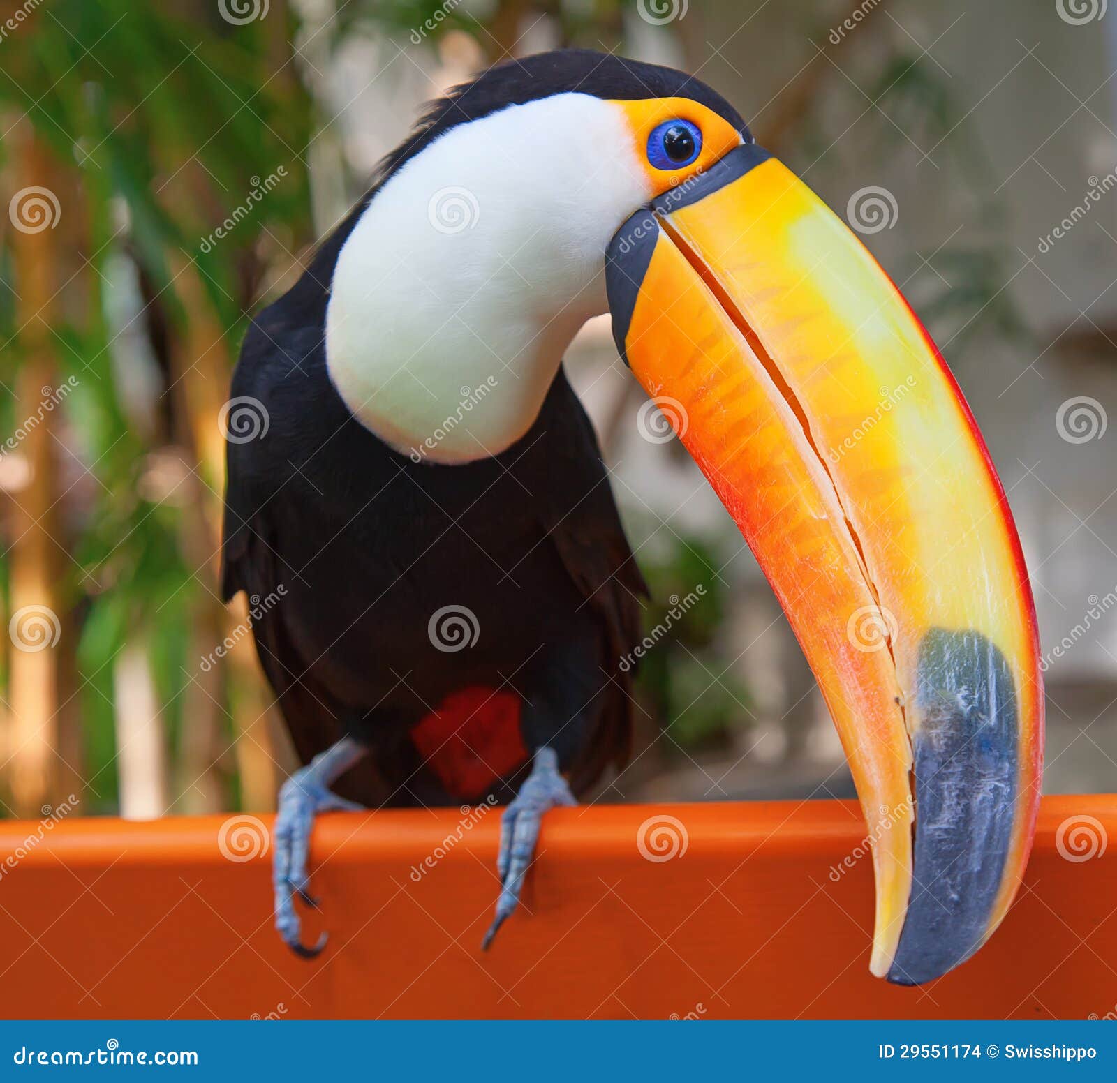 Colorful tucan stock photo. Image of brazil, climate - 29551174
