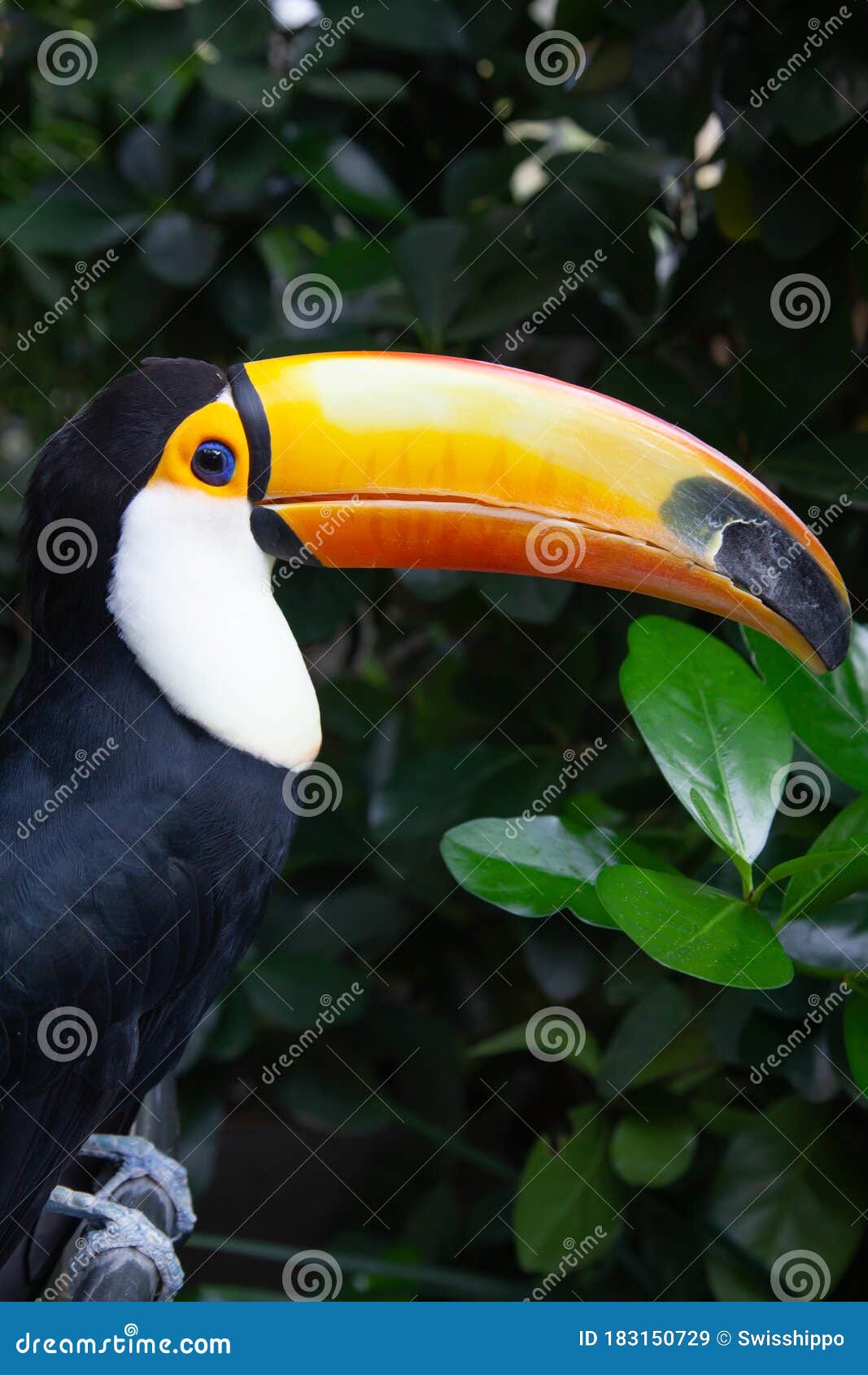 Colorful tucan stock image. Image of head, focus, rain - 183150729