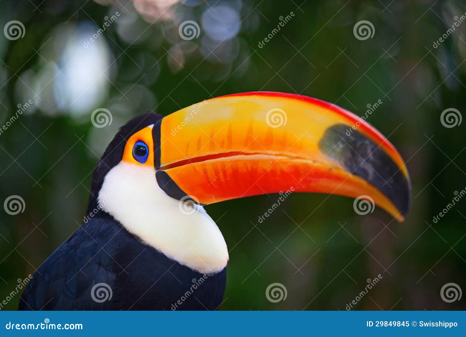 Colorful tucan stock image. Image of animal, black, focus - 29849845