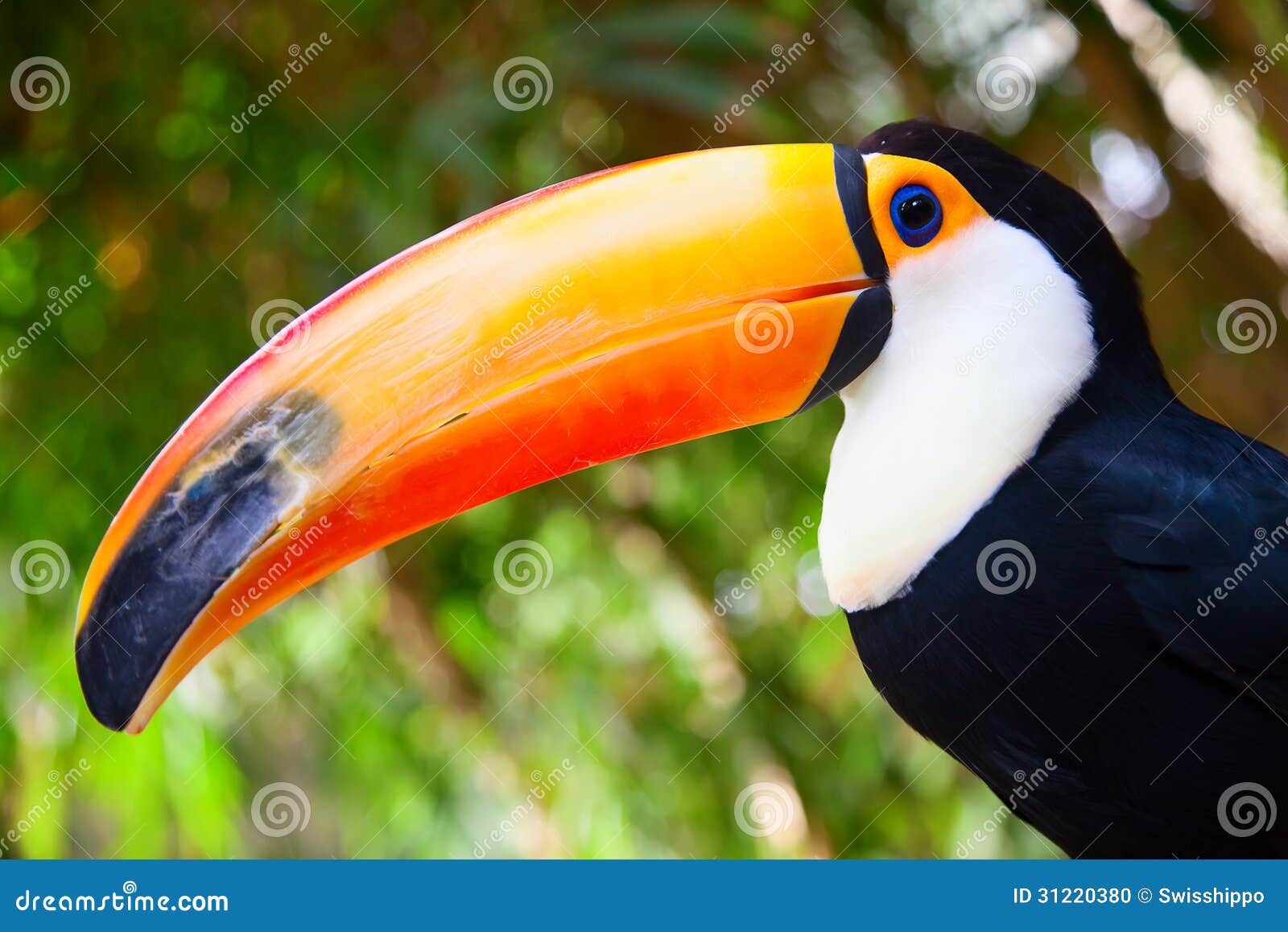 Colorful tucan stock photo. Image of orange, forest, garden - 31220380