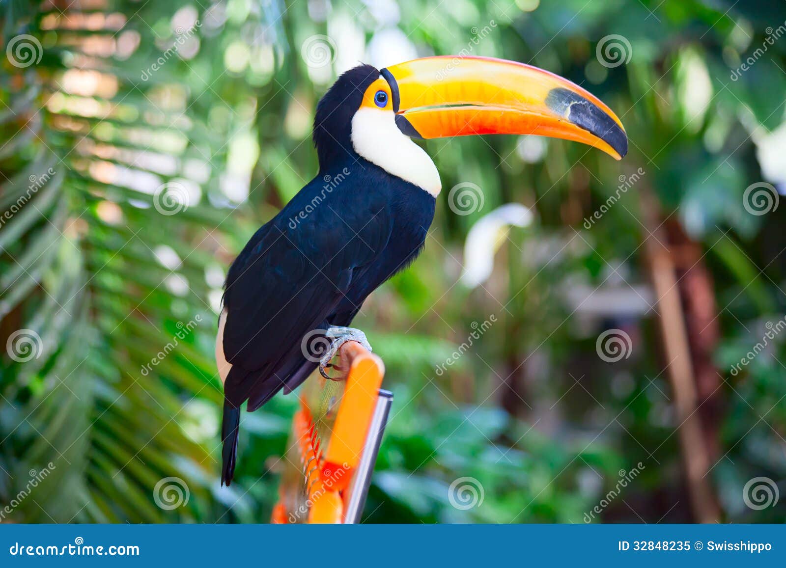 Colorful tucan stock image. Image of orange, forest, scene - 32848235