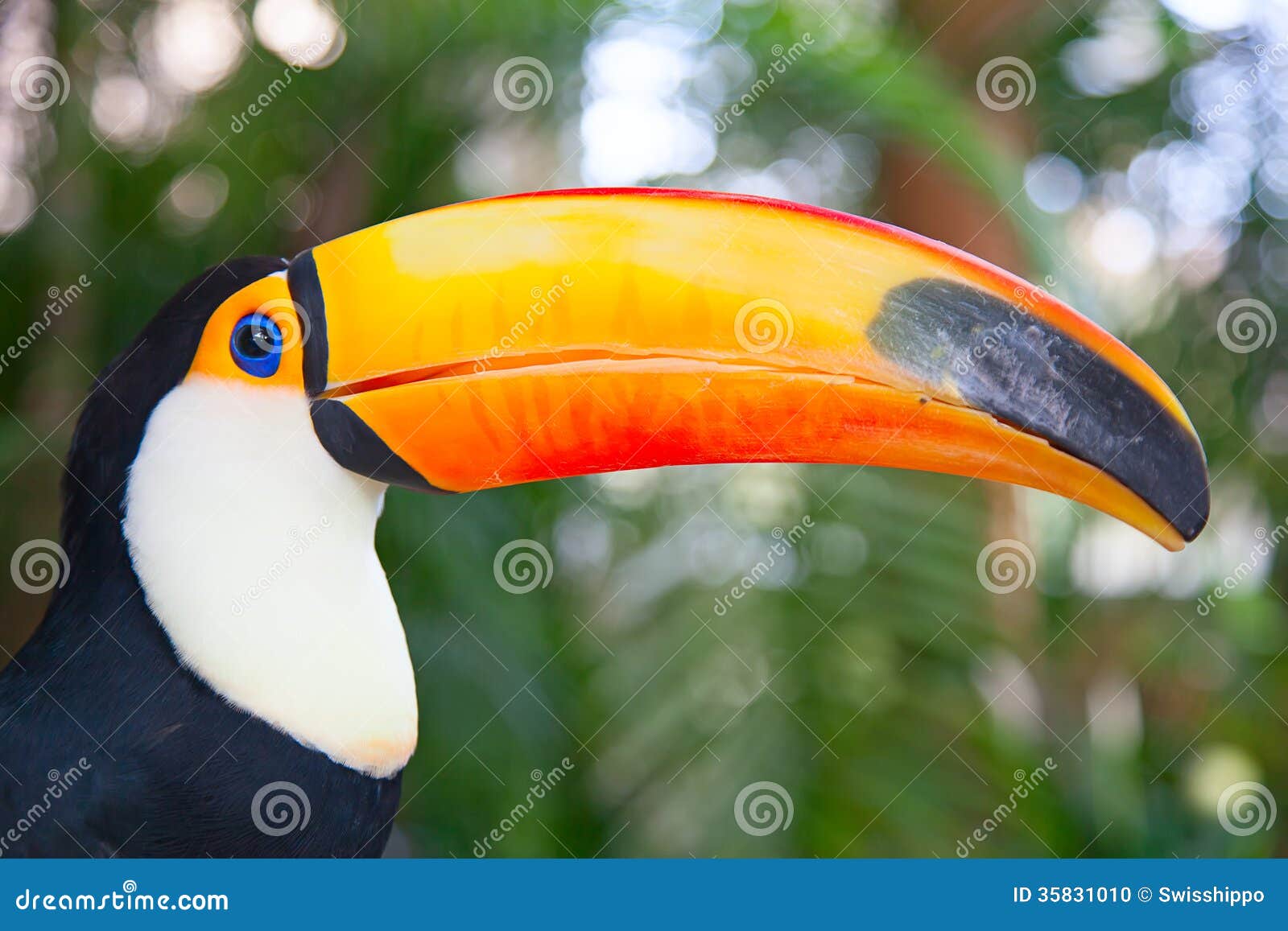 Colorful tucan stock photo. Image of color, forest, nature - 35831010