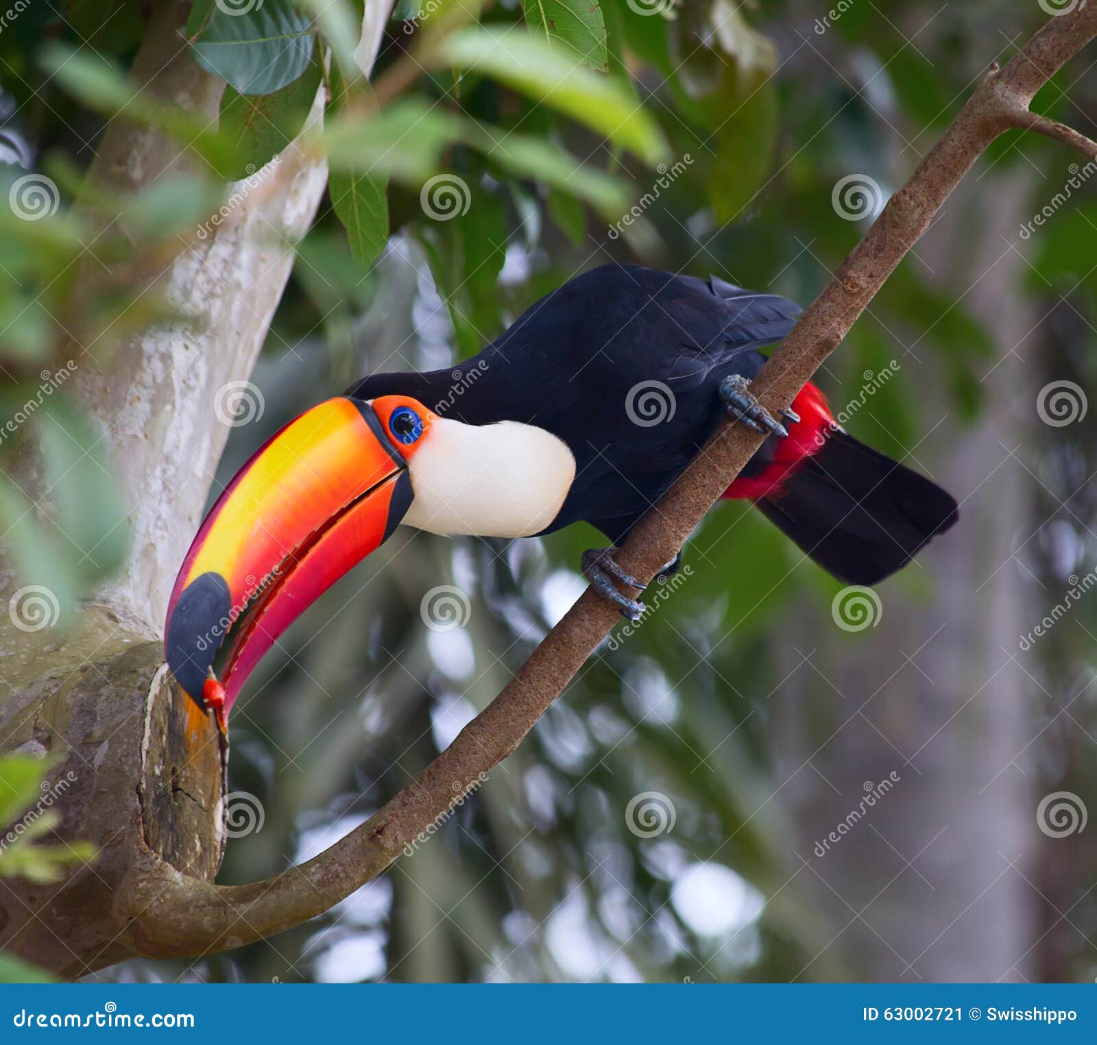 Colorful tucan stock image. Image of bright, ornithological - 63002721