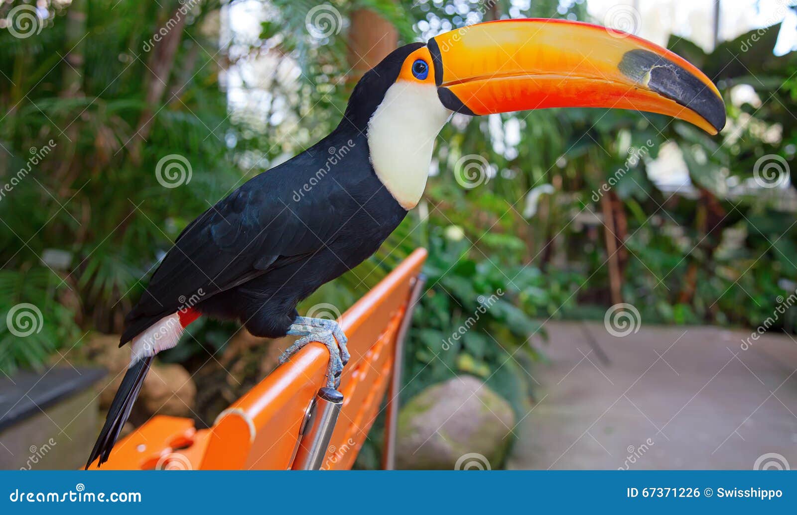 Colorful tucan stock photo. Image of profile, head, beautiful - 67371226
