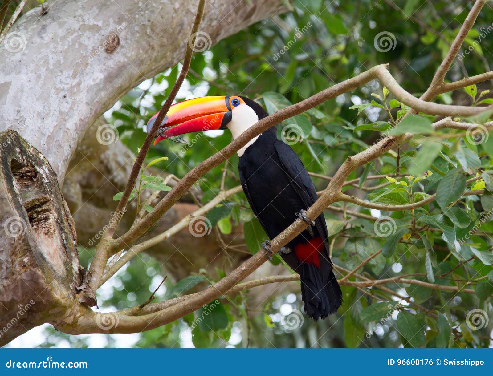 Colorful tucan stock photo. Image of america, horizontal - 96608176