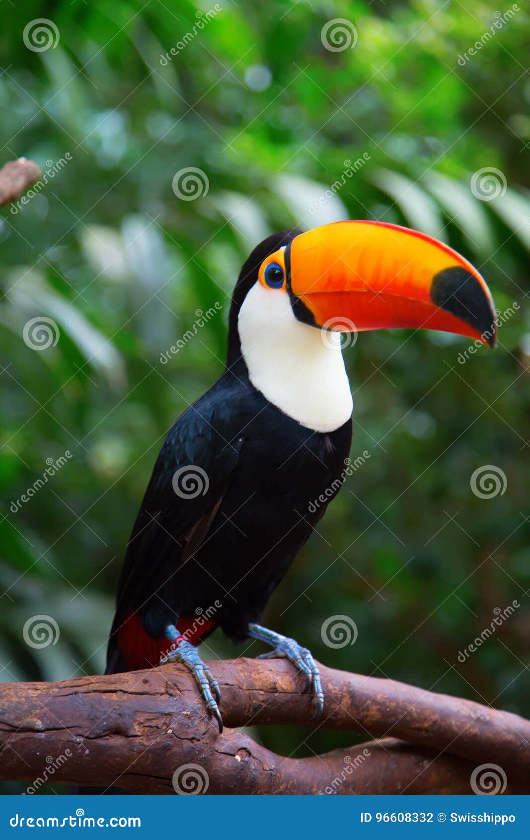 Colorful tucan stock photo. Image of garden, south, america - 96608332
