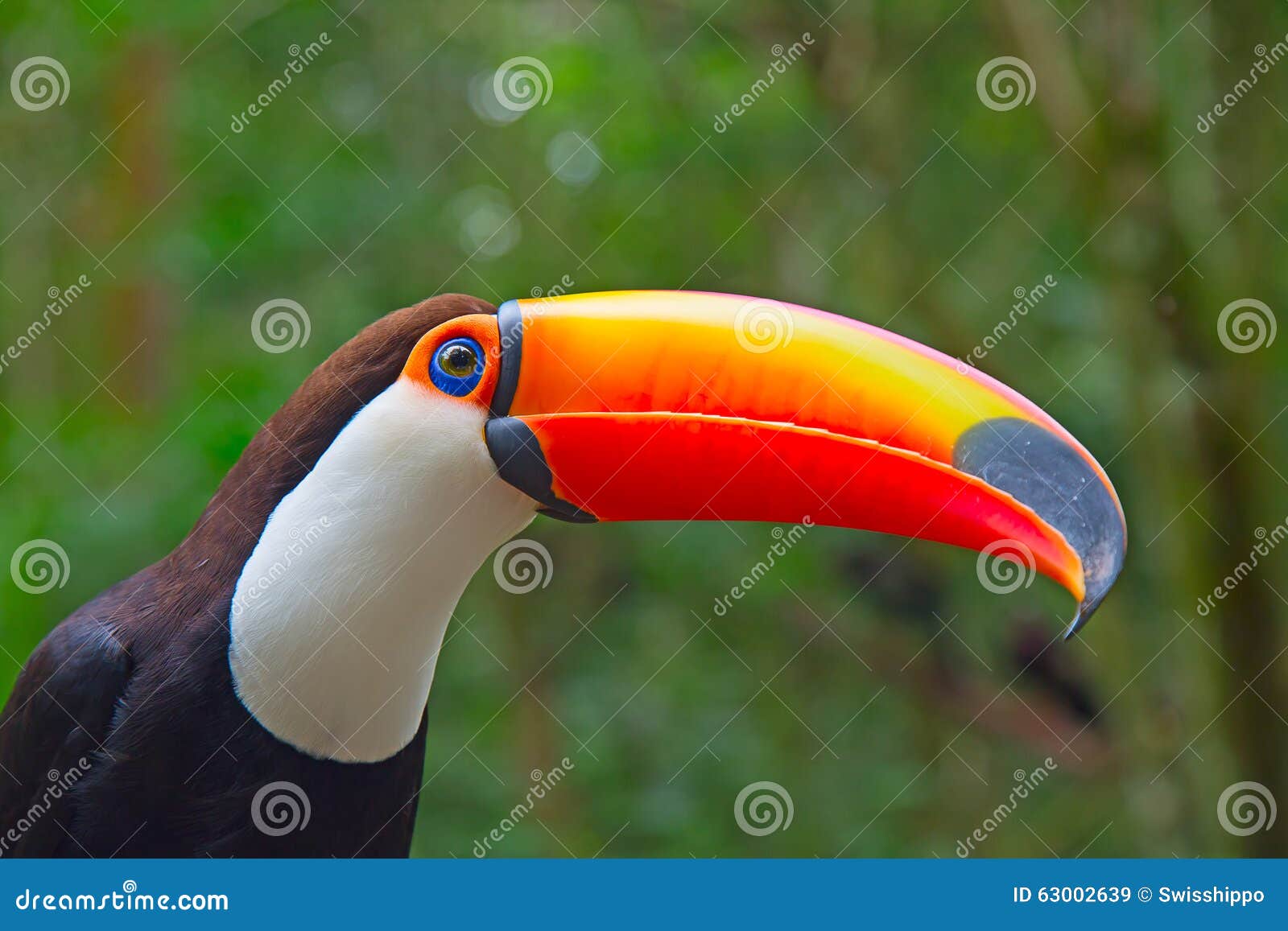 Colorful tucan stock image. Image of color, scene, climate - 63002639
