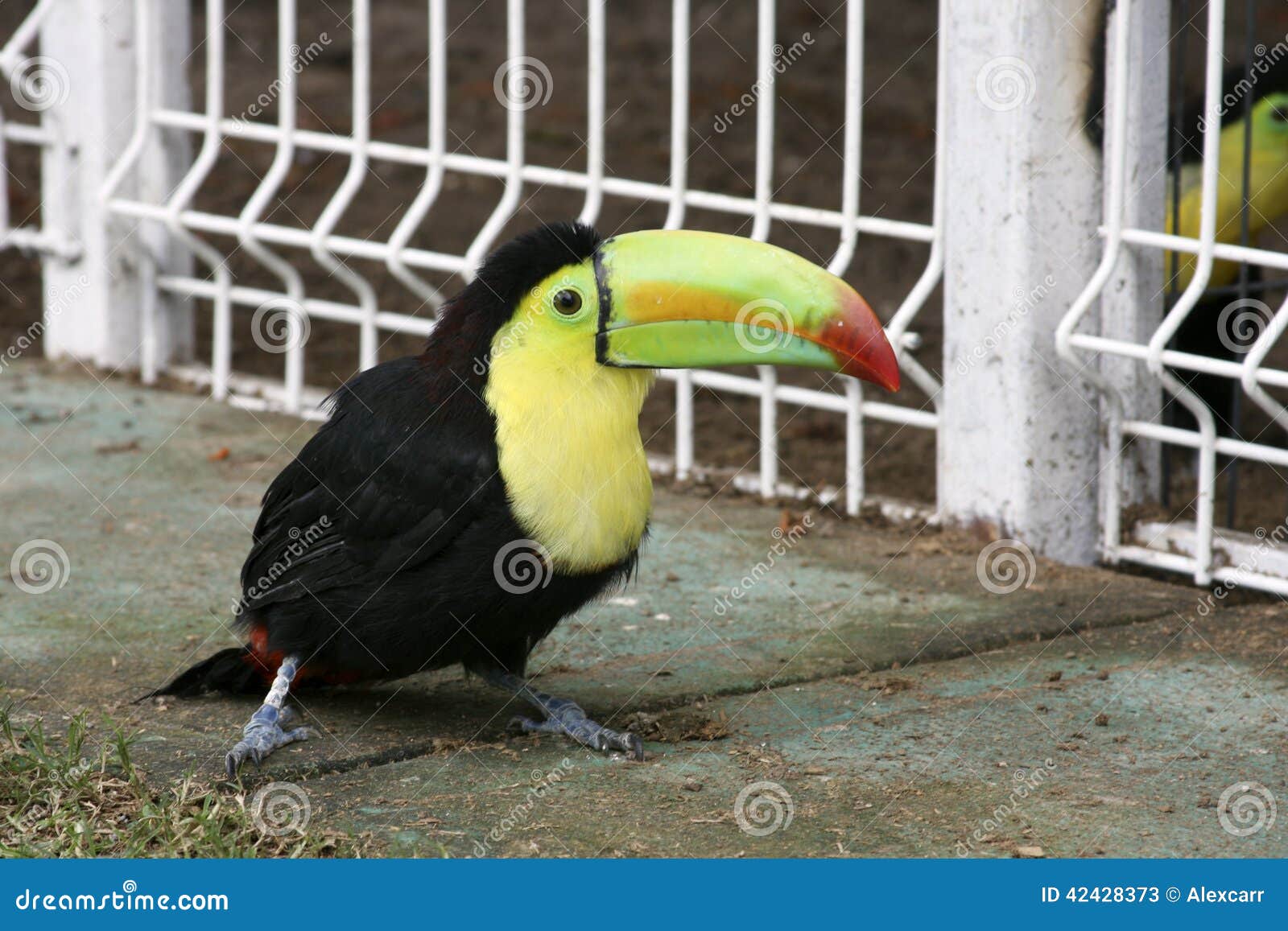 Colorful tucan stock image. Image of tropical, green - 42428373