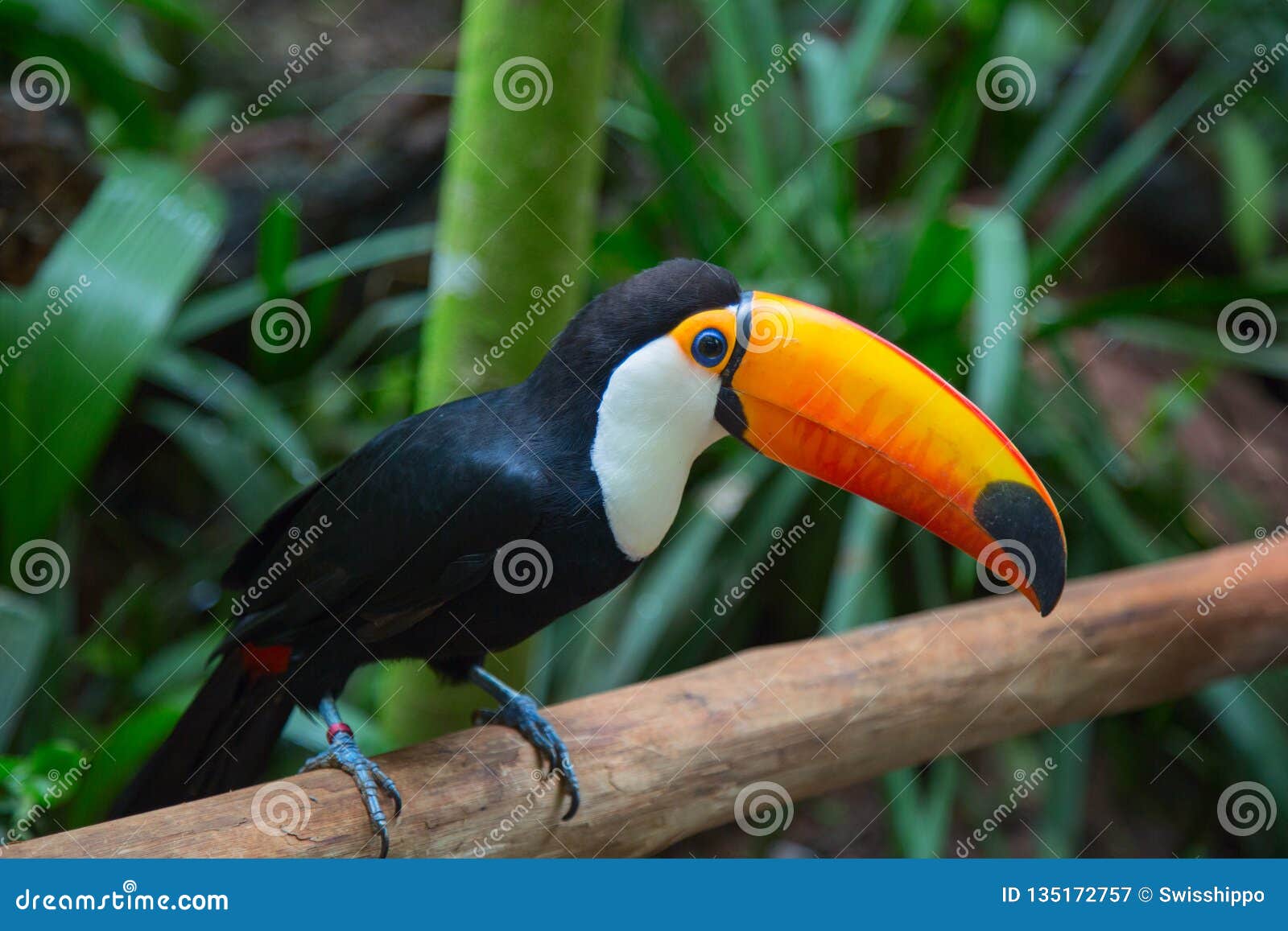 Colorful tucan stock image. Image of beak, brazil, nature - 135172757