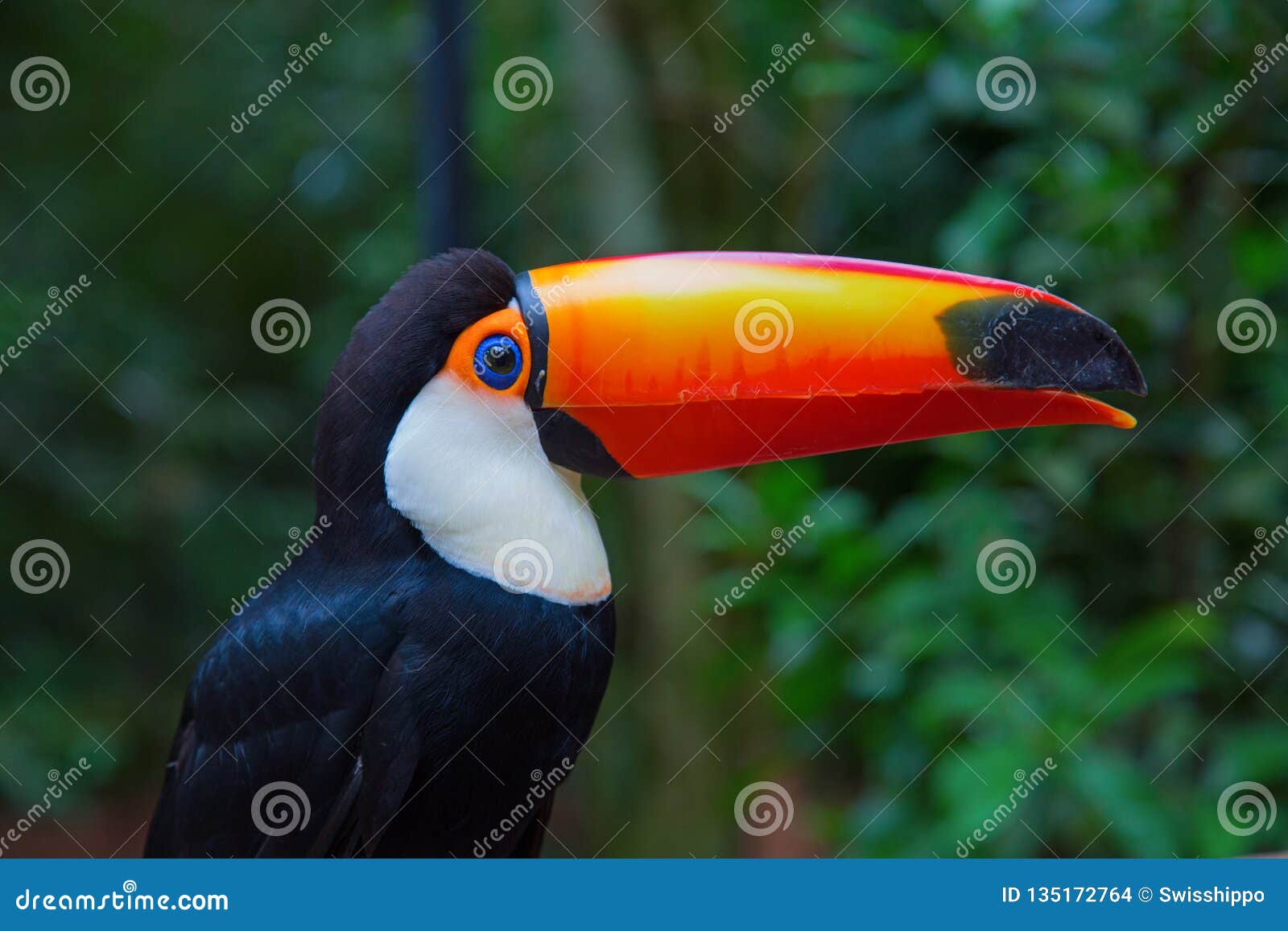 Colorful tucan stock photo. Image of beautiful, bird - 135172764