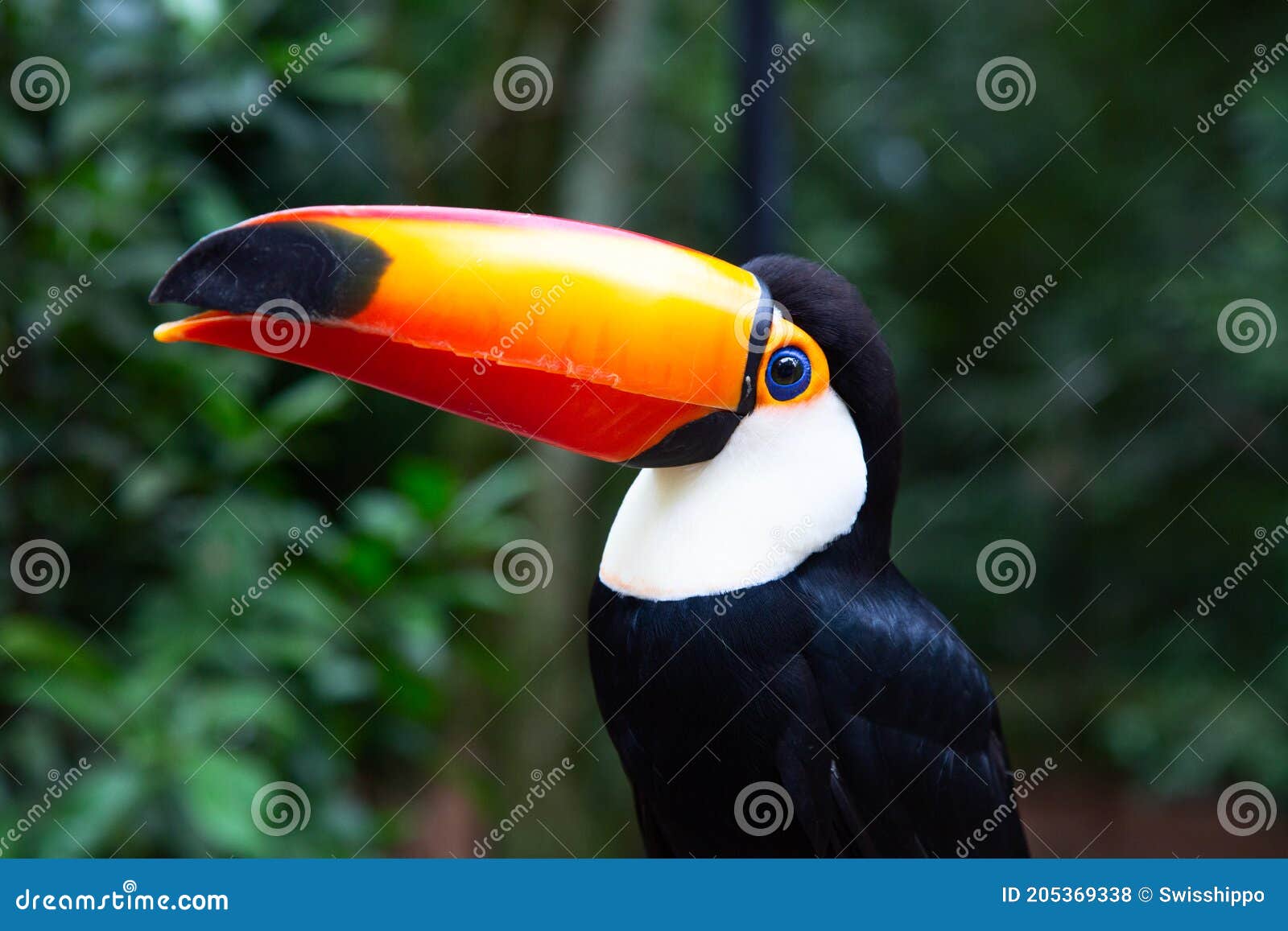 Colorful Tucan in Brazilian Rain Forest Stock Photo - Image of tucan ...