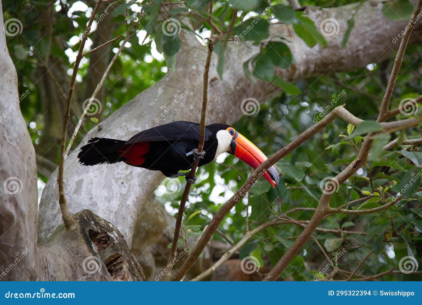 Colorful tucan stock photo. Image of ornithological - 295322394