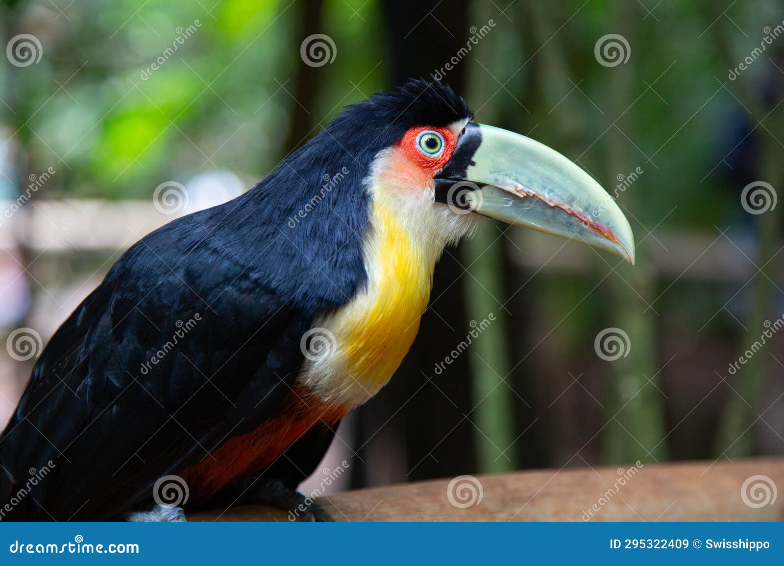 Colorful tucan stock image. Image of south, ornithological - 295322409