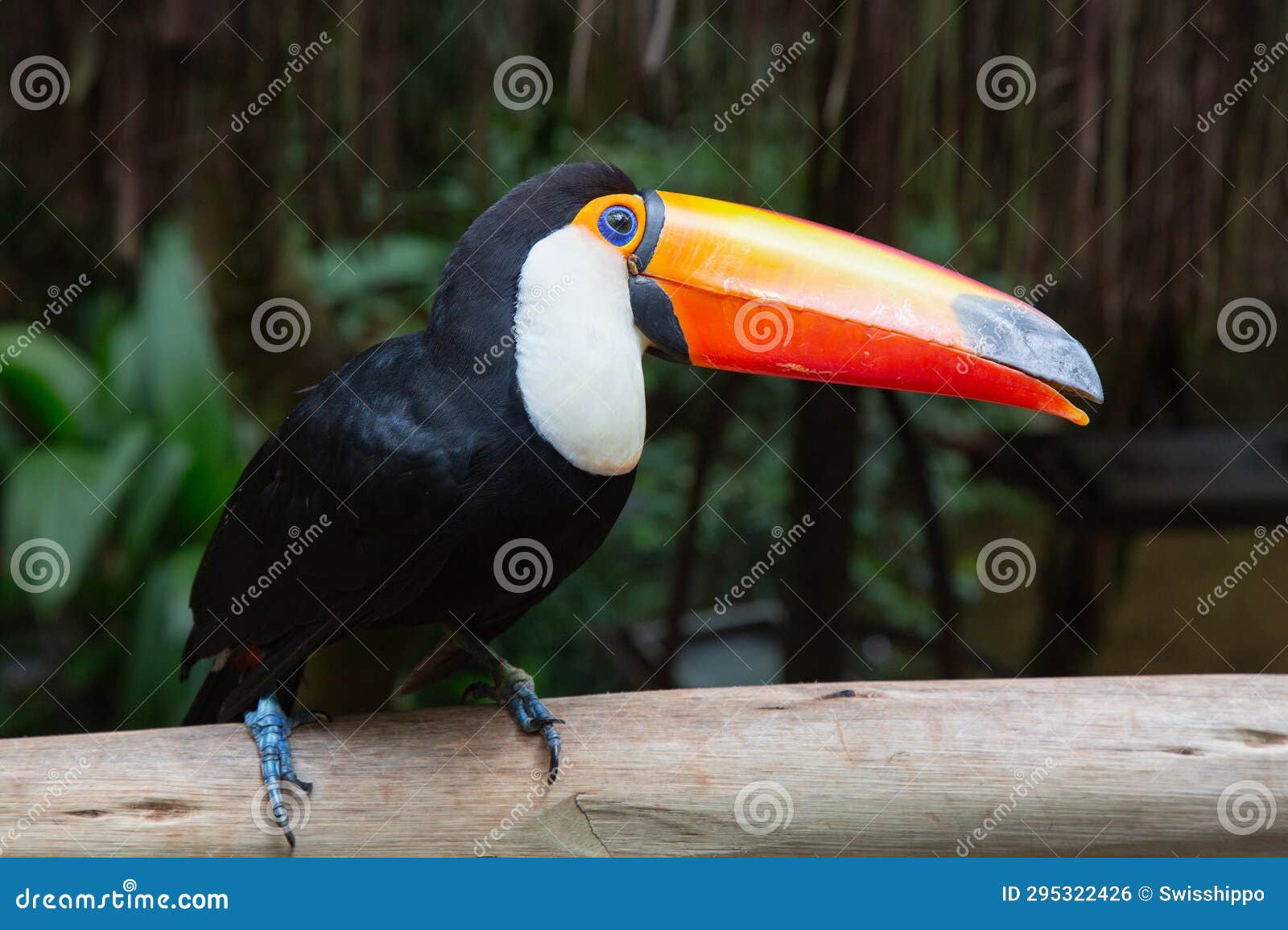 Colorful tucan stock photo. Image of garden, bird, nature - 295322426