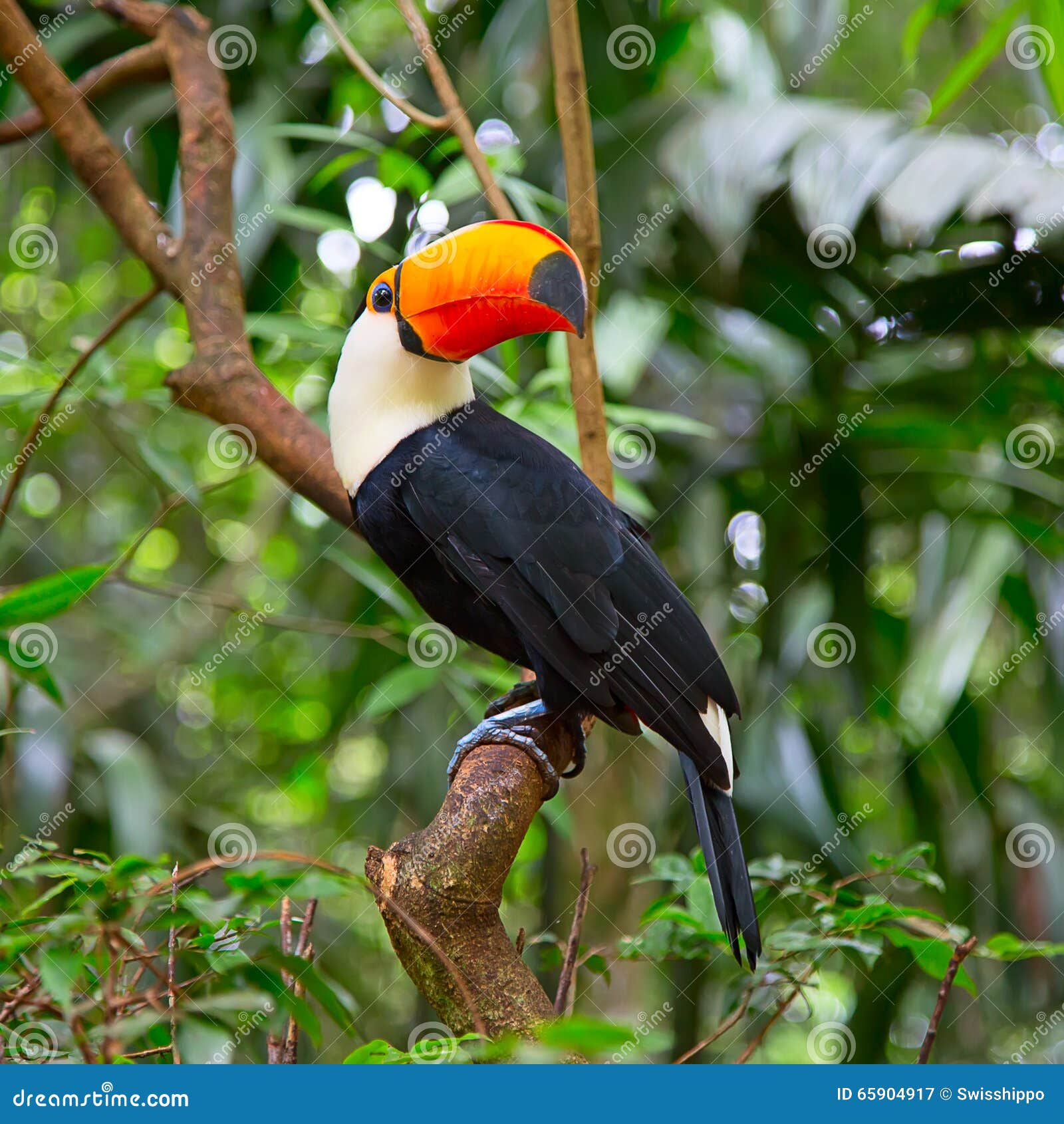 Colorful tucan stock image. Image of rainforest, america - 65904917