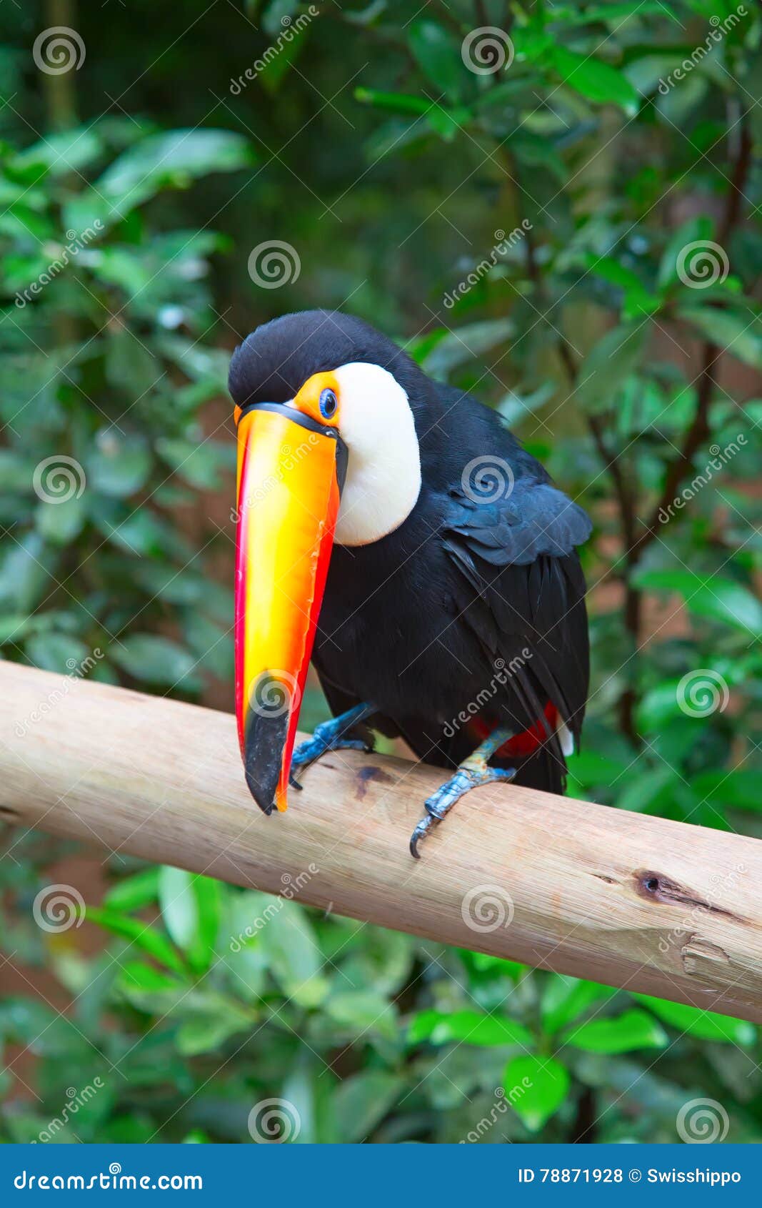 Colorful tucan stock photo. Image of iguazu, blue, multi - 78871928