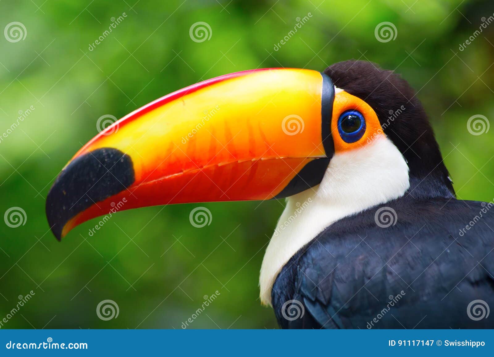 Colorful tucan stock image. Image of america, beak, color - 91117147