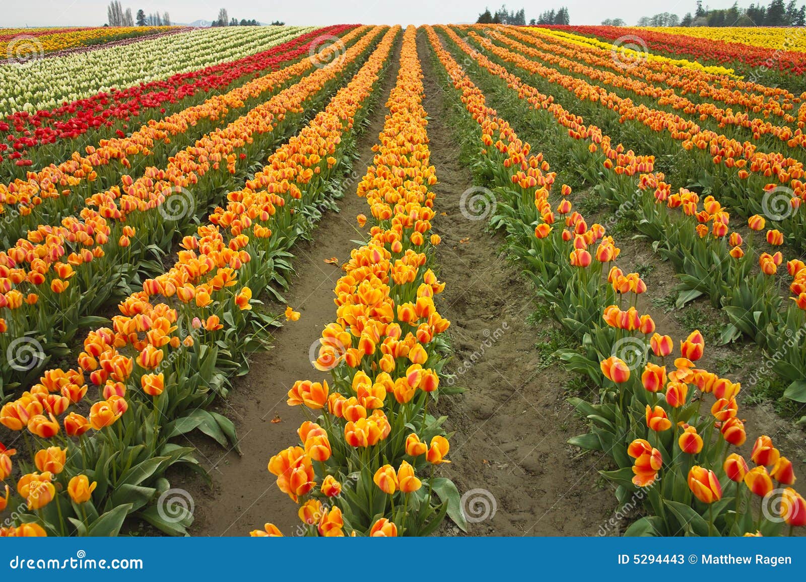 Colorful Tulip Farm stock image. Image of valley, tulips - 5294443
