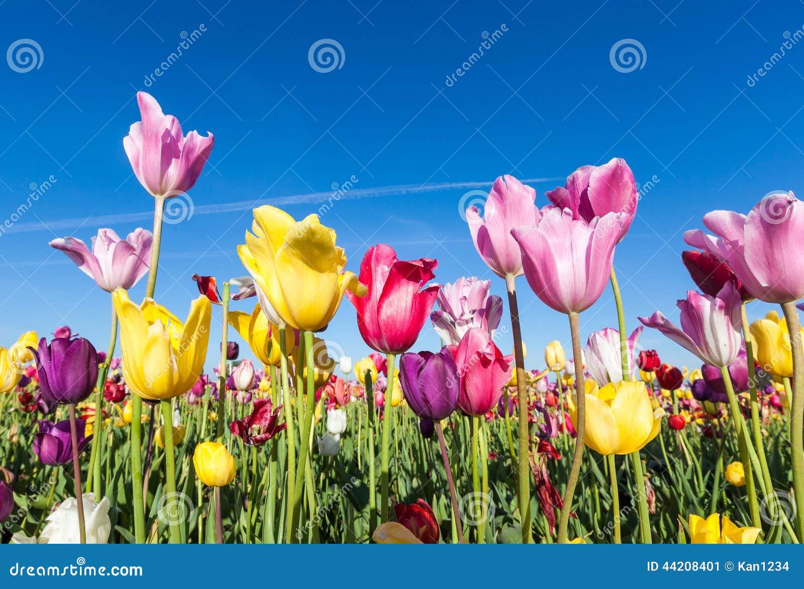 Colorful Tulip Farm and Blue Sky Stock Image - Image of spring, nature ...