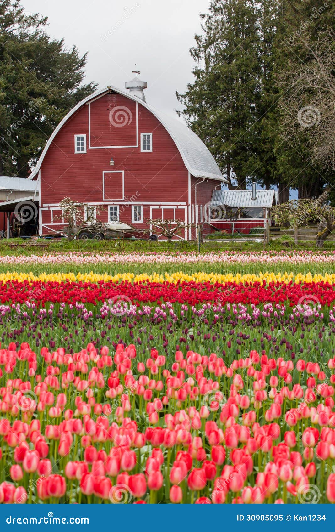 Colorful Tulip Field and Farmer Barn Stock Image - Image of harvest ...