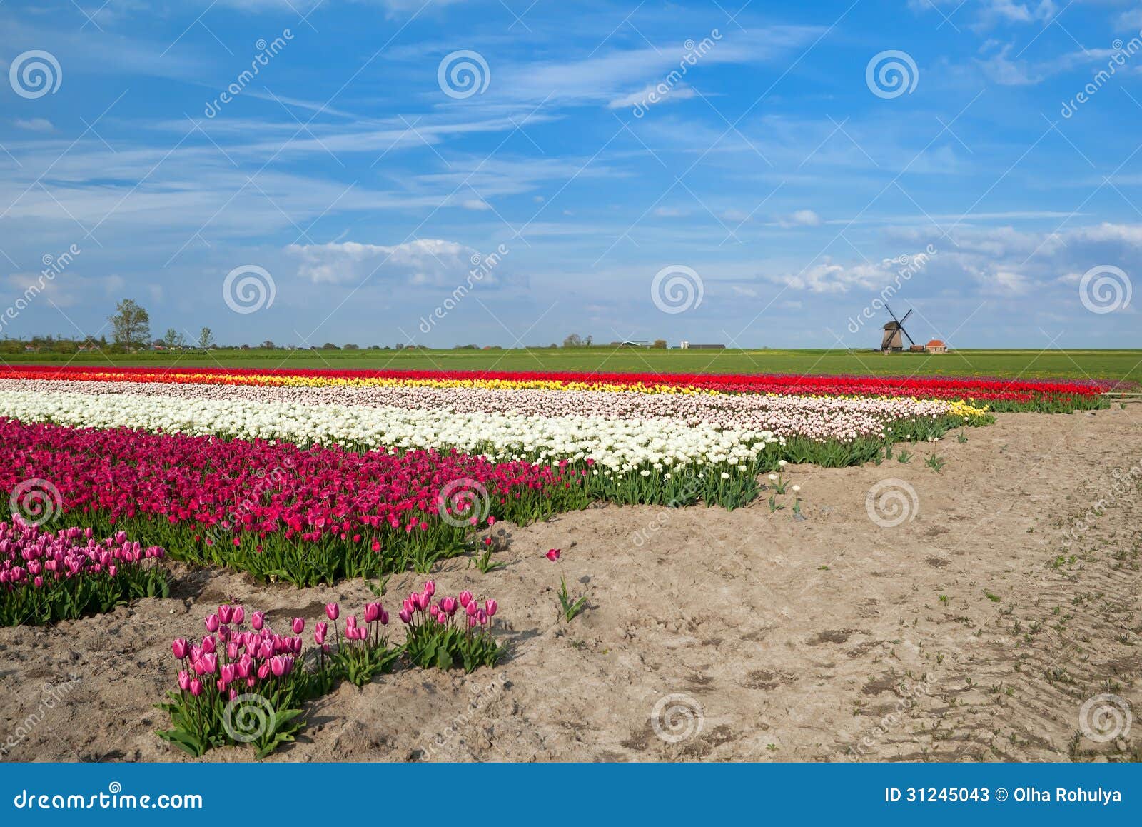 Colorful Tulip Fields and Windmill in Alkmaar Stock Image - Image of ...