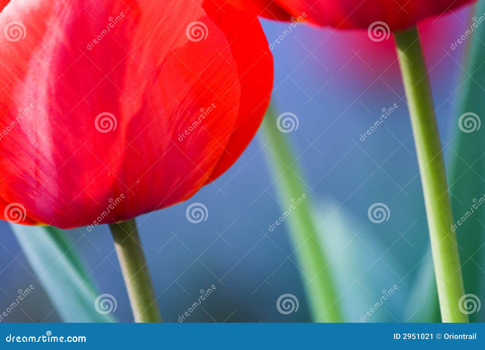 Colorful tulip flowers stock image. Image of natural, nature - 2951021