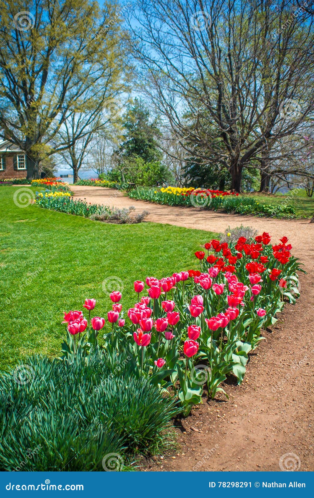 Colorful Tulip Path stock image. Image of beautiful, blossom - 78298291