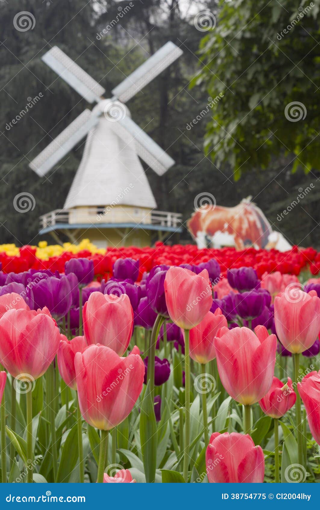 Colorful Tulip and Windmills Stock Image - Image of botanical, purple ...