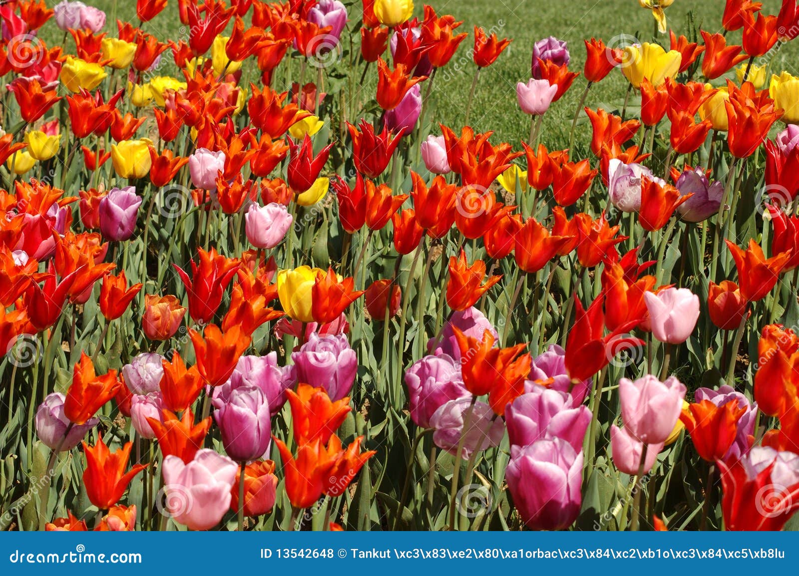 Colorful Tulips stock photo. Image of single, outstanding - 13542648