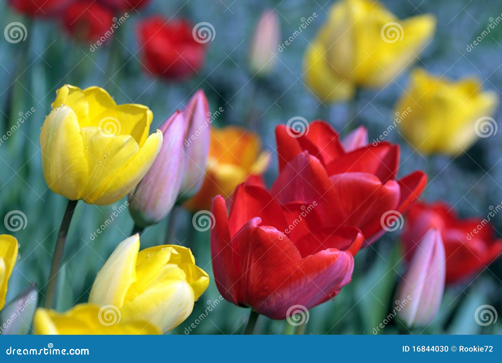 Colorful tulips stock photo. Image of flower, color, spring - 16844030